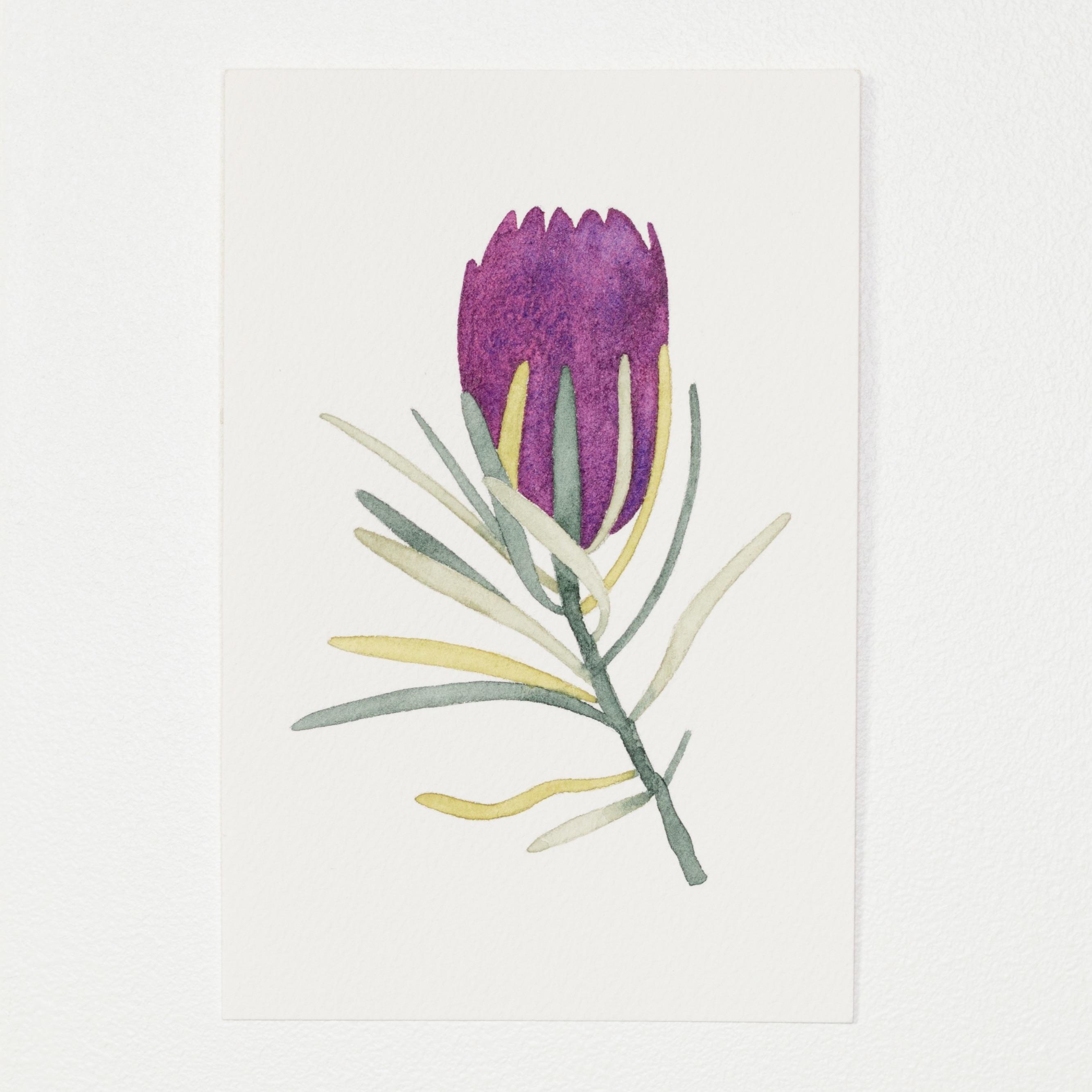 Protea, Katie Kay (me), watercolor, 2025 | Scrolller
