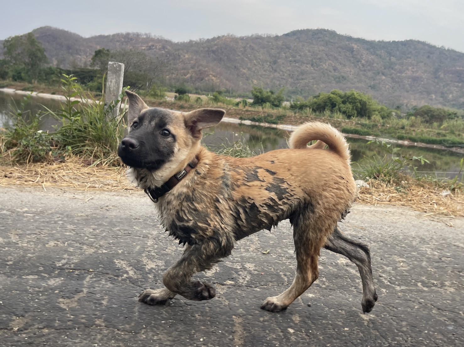 Little Kebab after a mud bath 🧡🥳 (OC) | Scrolller