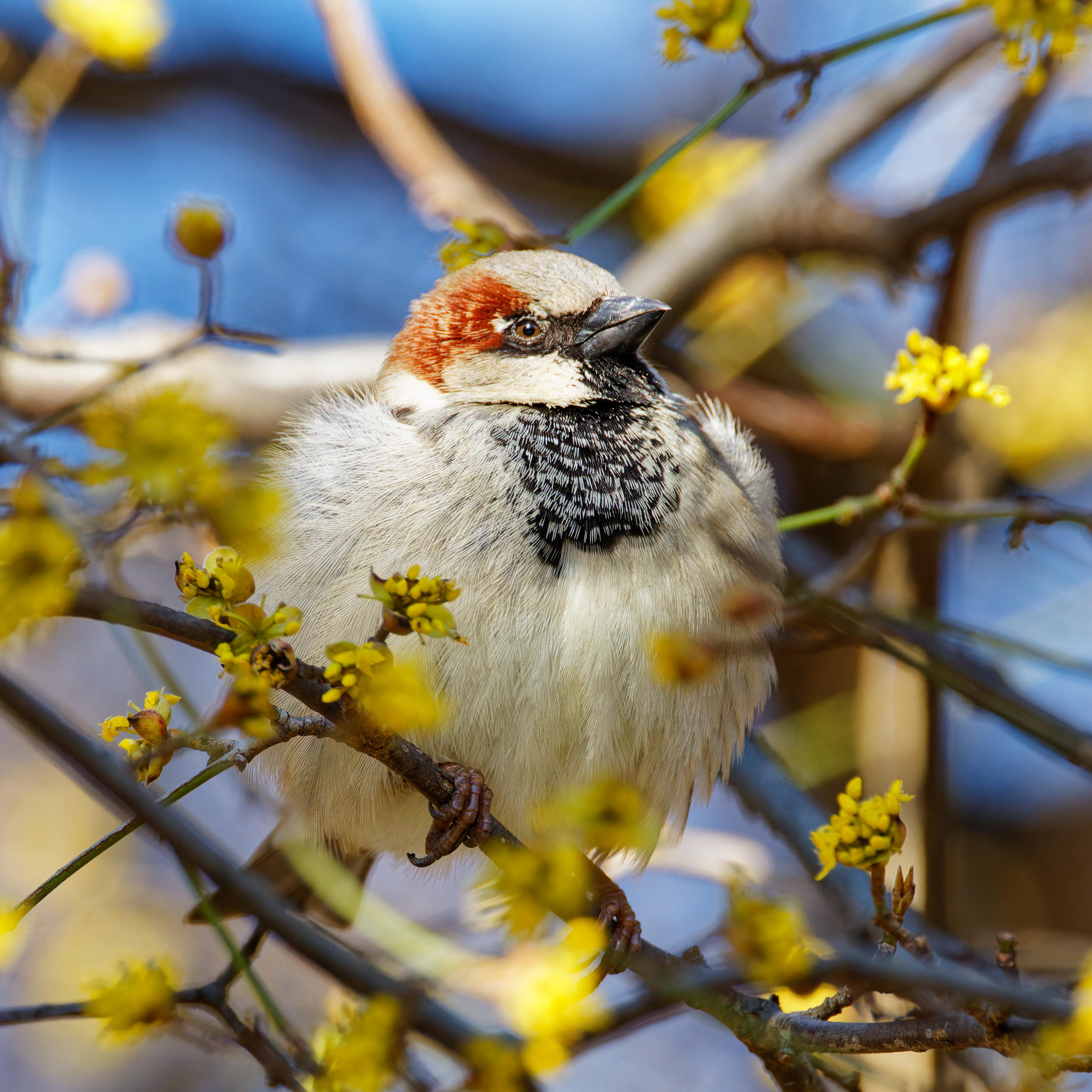 Discover more like Birdpics: I didn't know house sparrows can be so round! and Related Content ...