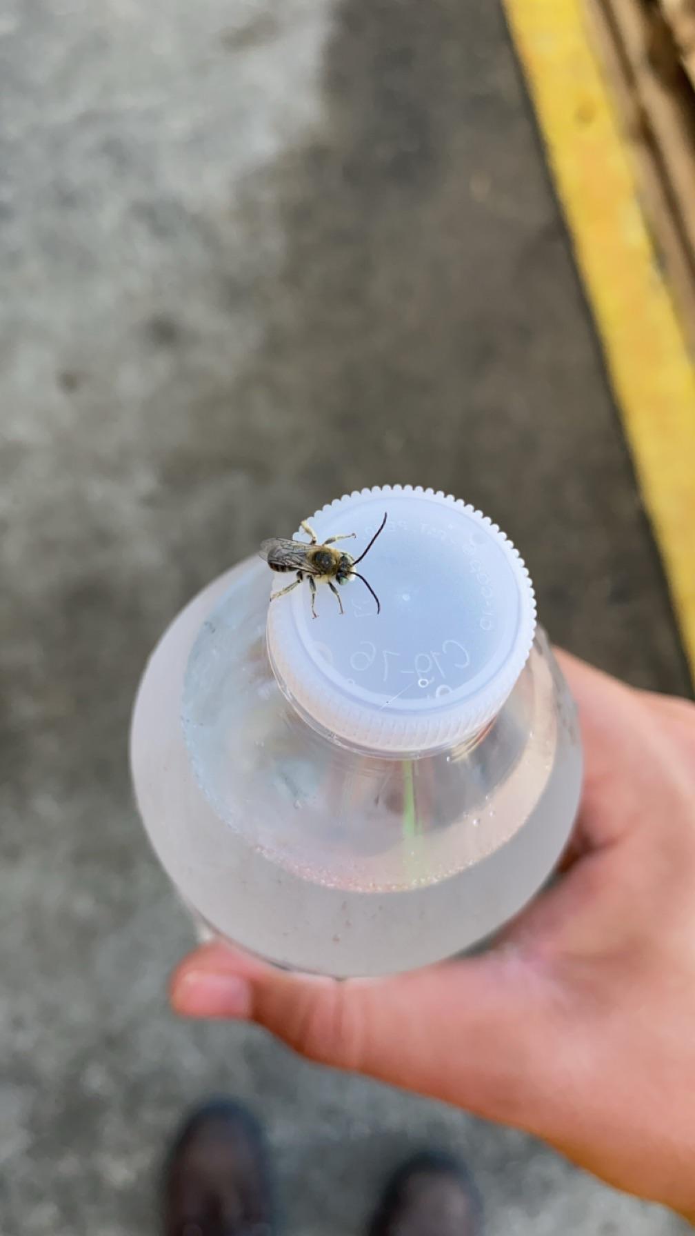 Is it just a young bee? | Scrolller