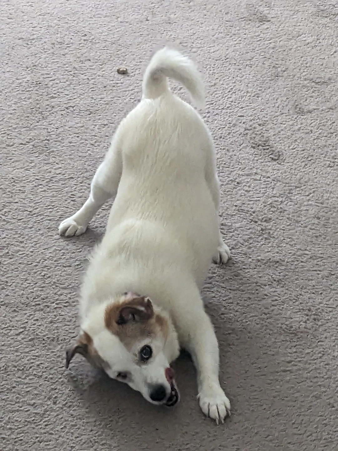 Meet Bella | Scrolller