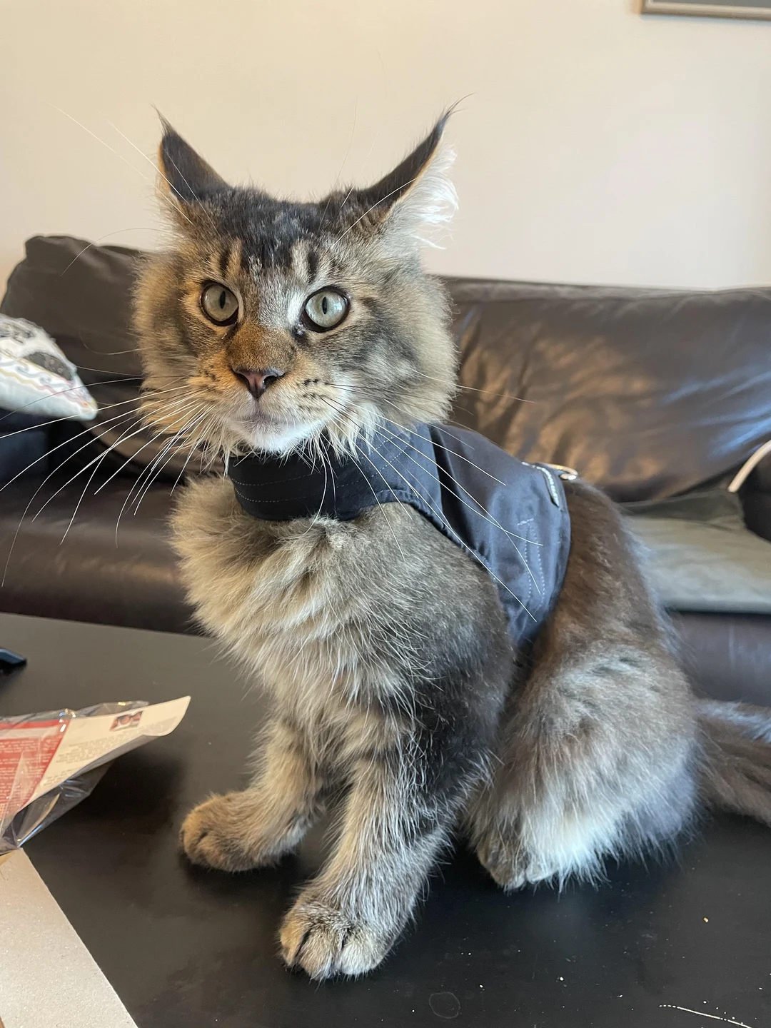 Looking smart in a new harness! | Scrolller