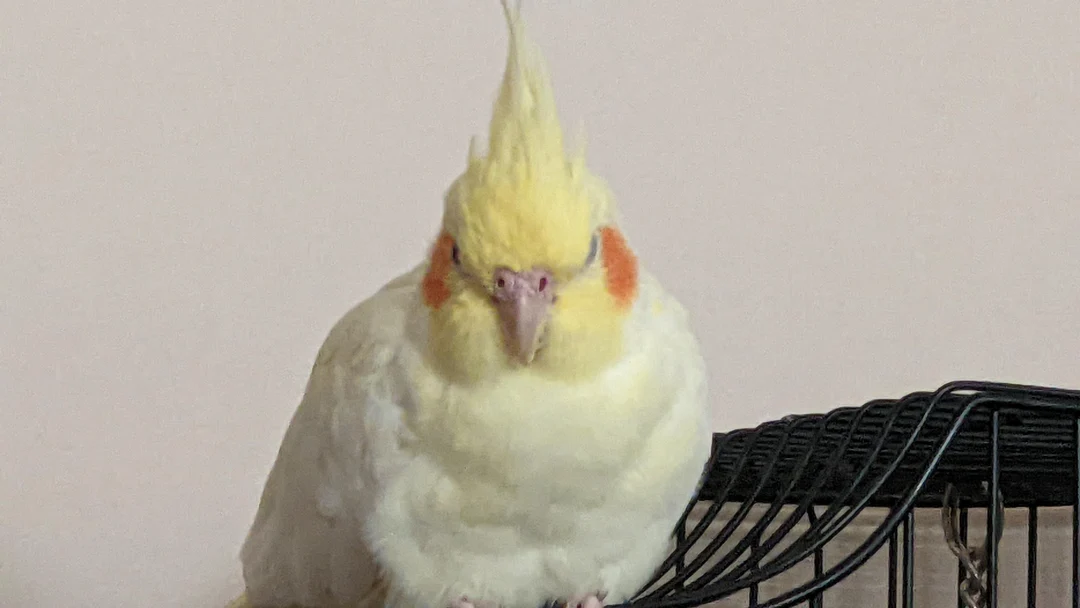 my mango ice cream is melting aaaaa | Scrolller