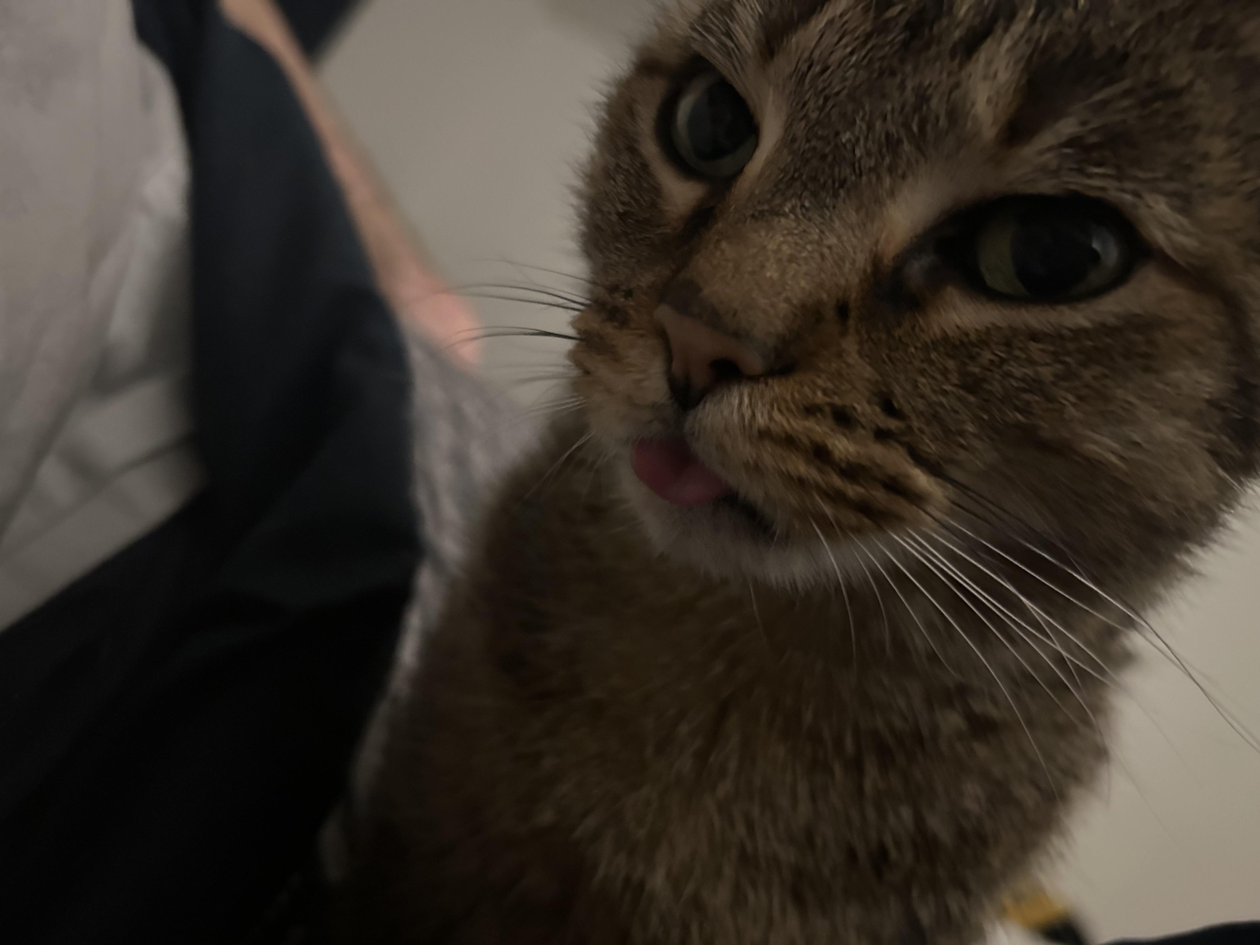 Super sleepy blep | Scrolller