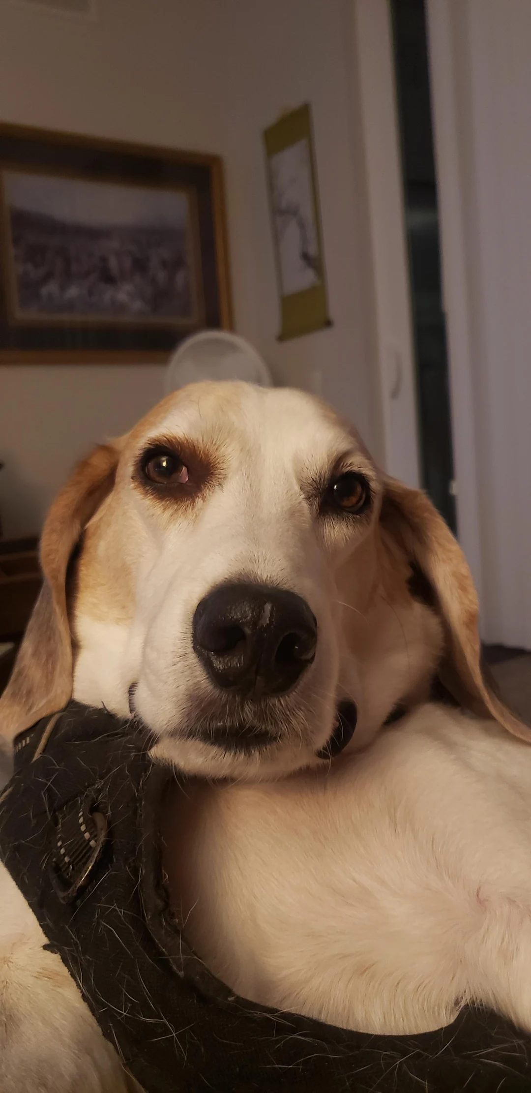 I think he's melting | Scrolller