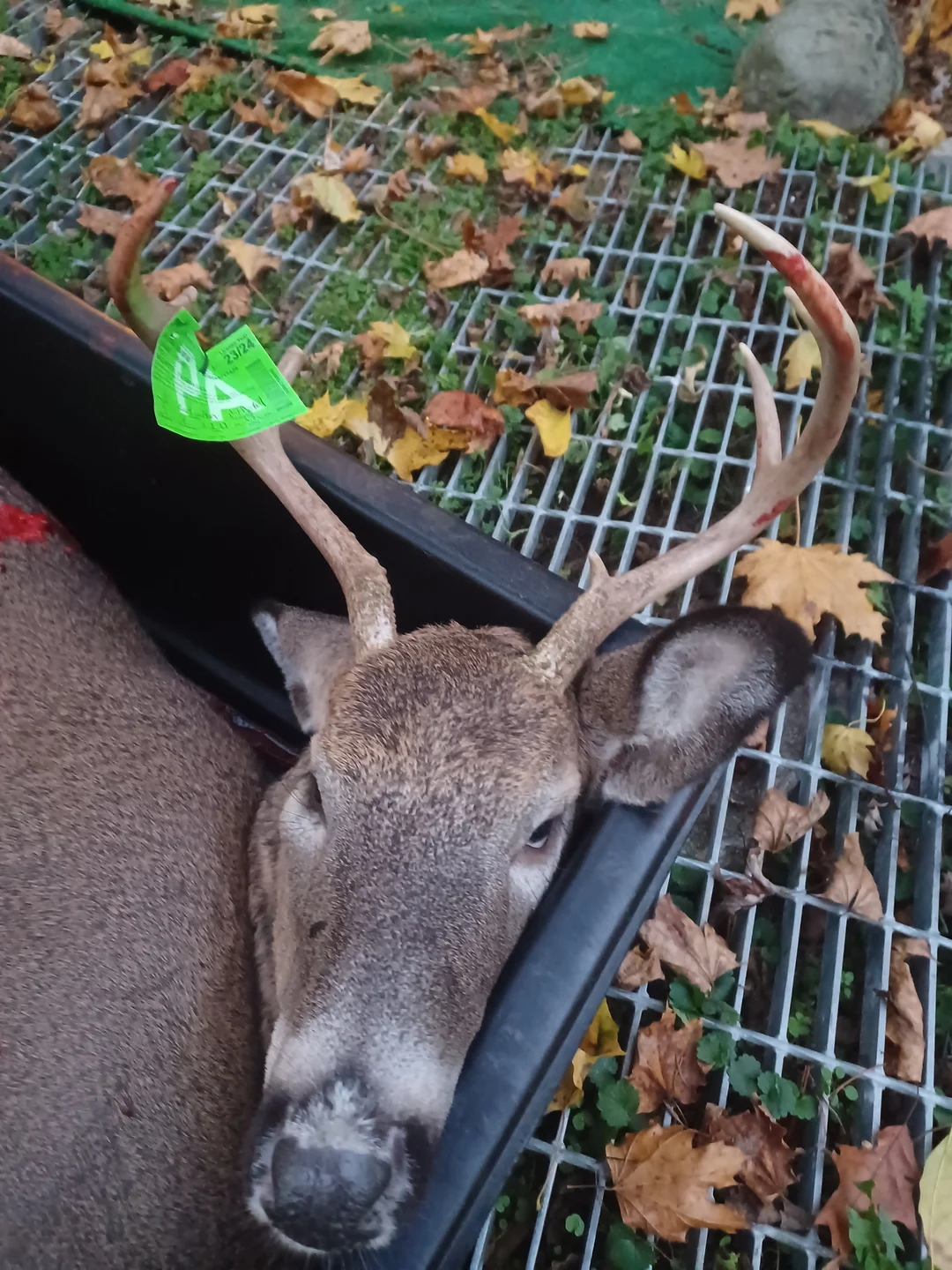 Finally got one after 7 yrs of hunting. | Scrolller