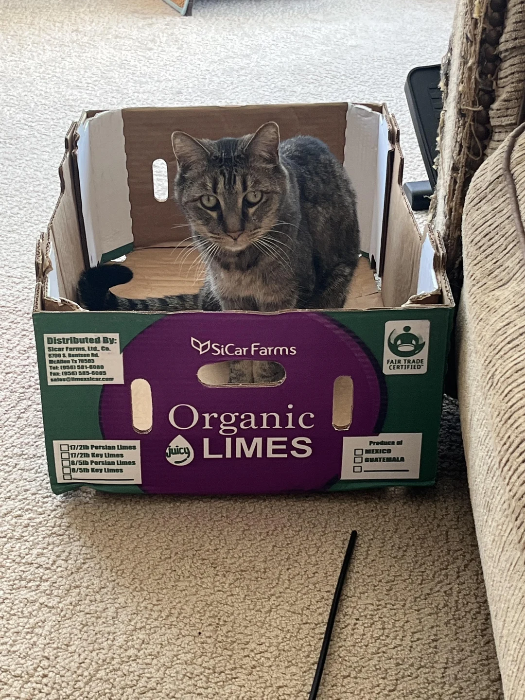 Costco Trap | Scrolller