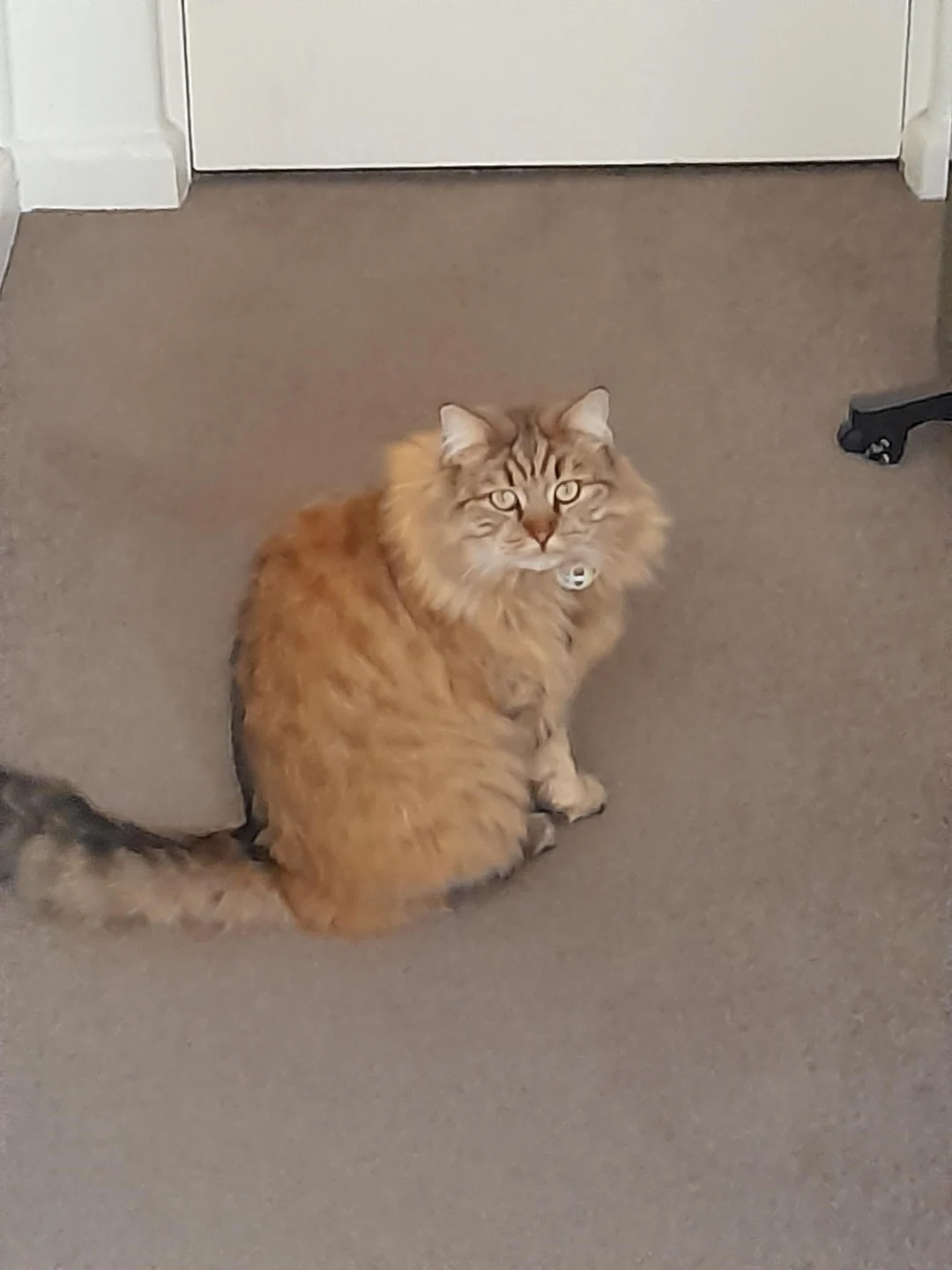 A judgemental floof! | Scrolller