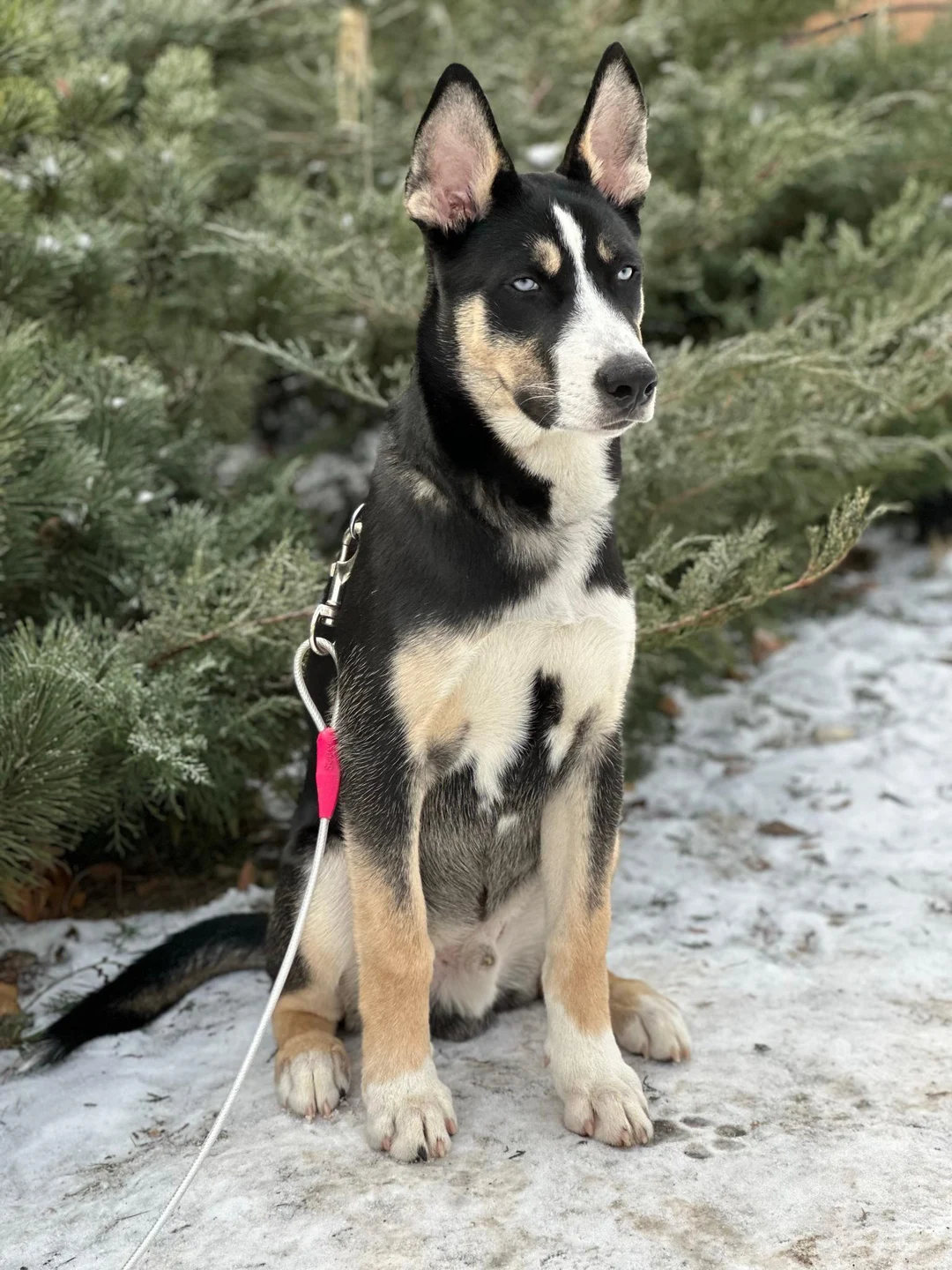 5-month-old Husky/German Shepherd | Scrolller