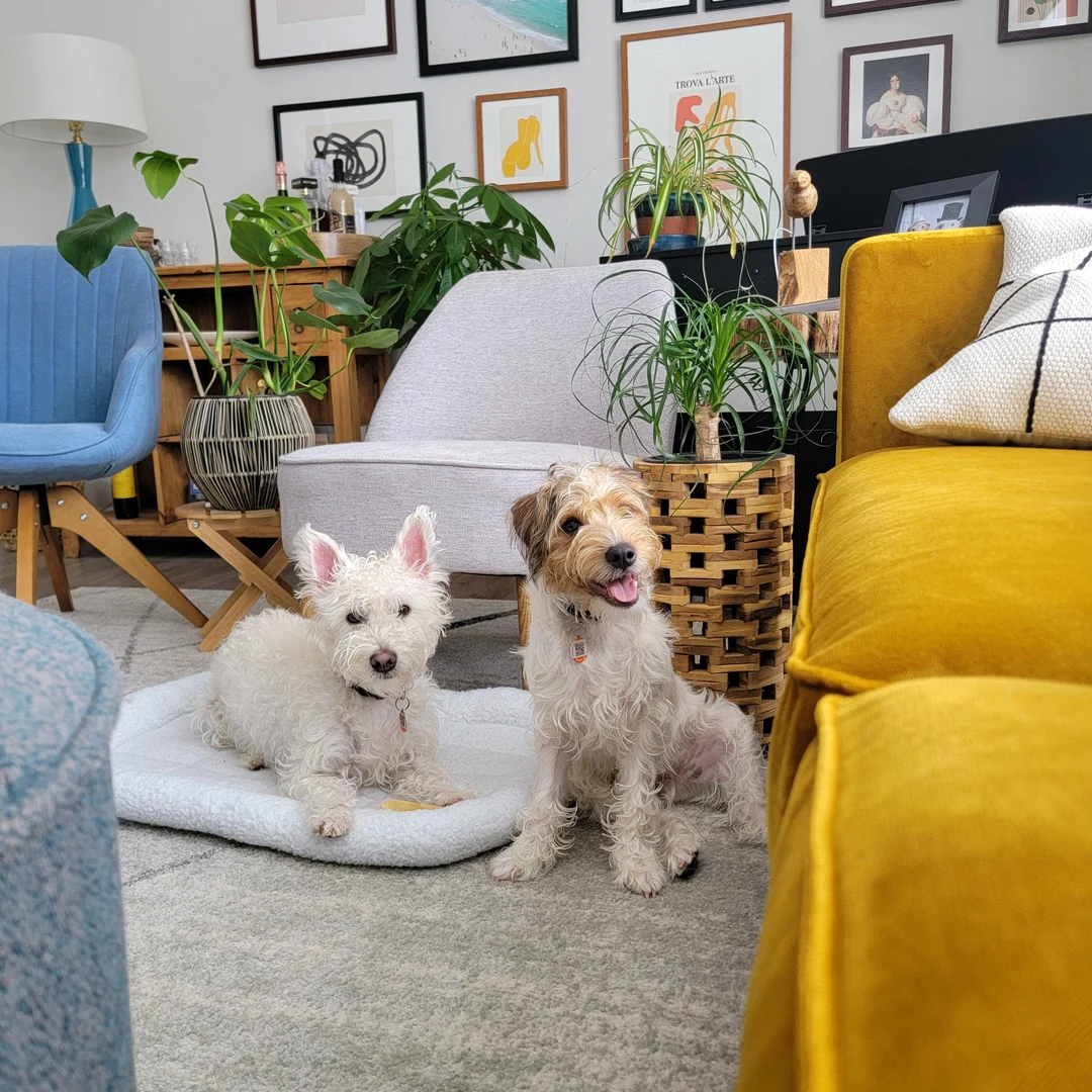 Albus & Dobby 💙 | Scrolller