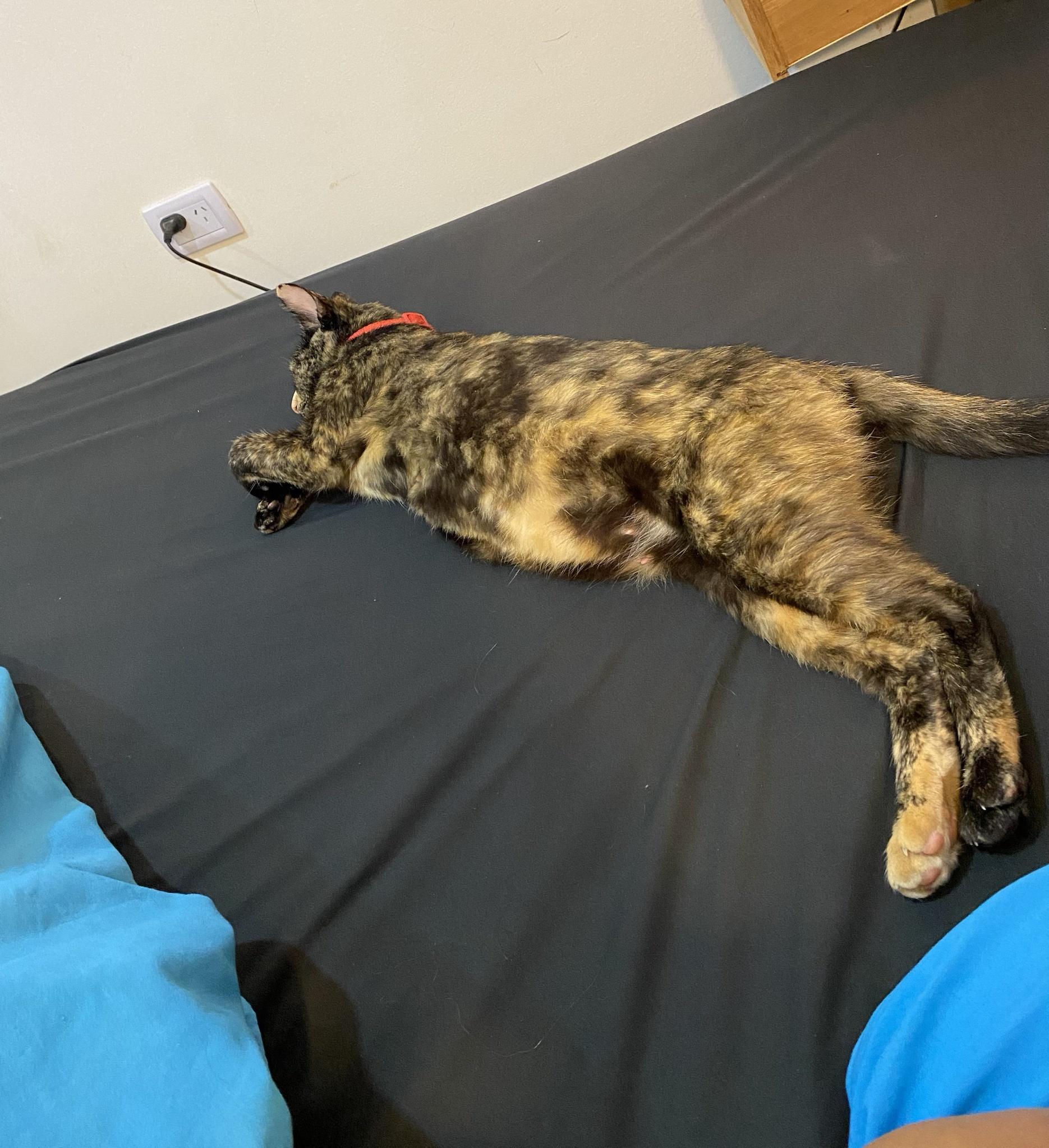 It doesn’t leave room for my boyfriend in bed, she alone wants to sleep with me🥺🥰 | Scrolller