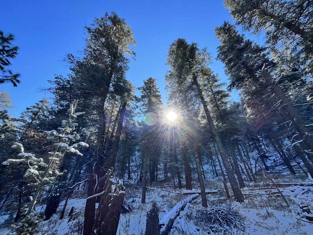 Sunshine through tall trees after the first winter snow. Sacramento Mountains, New Mexico, USA ...