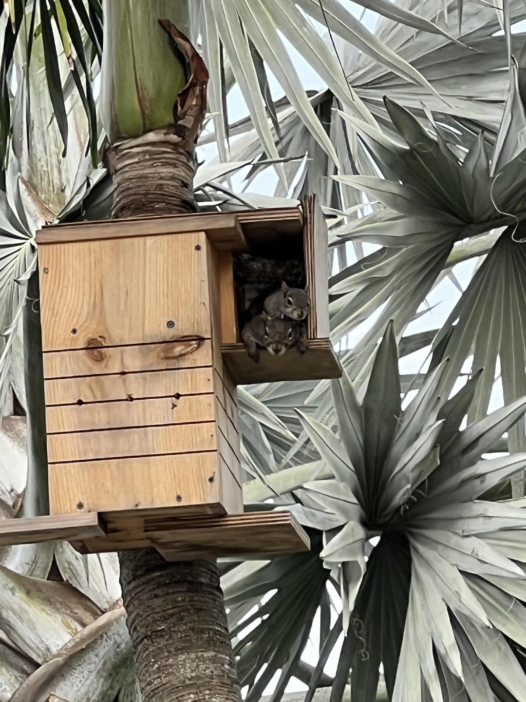Backyard resident and baby stack | Scrolller