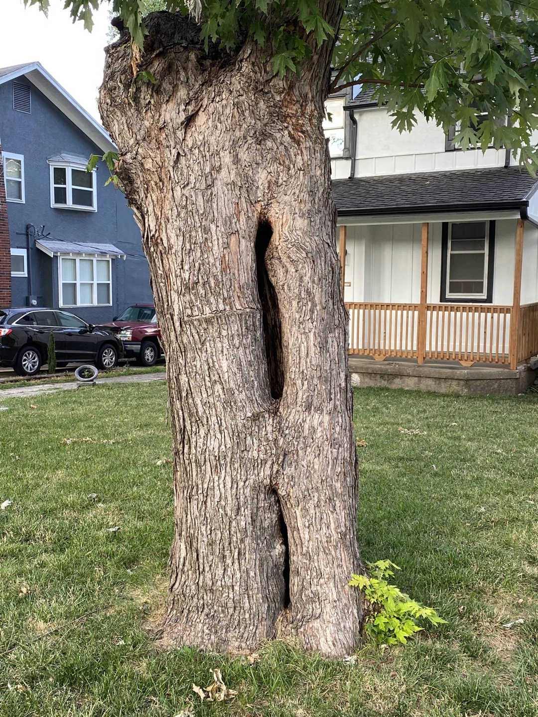 This tree trunk | Scrolller