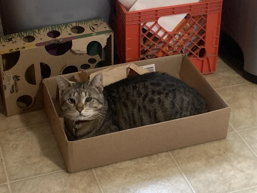 The new cat trap has captured its first victim | Scrolller