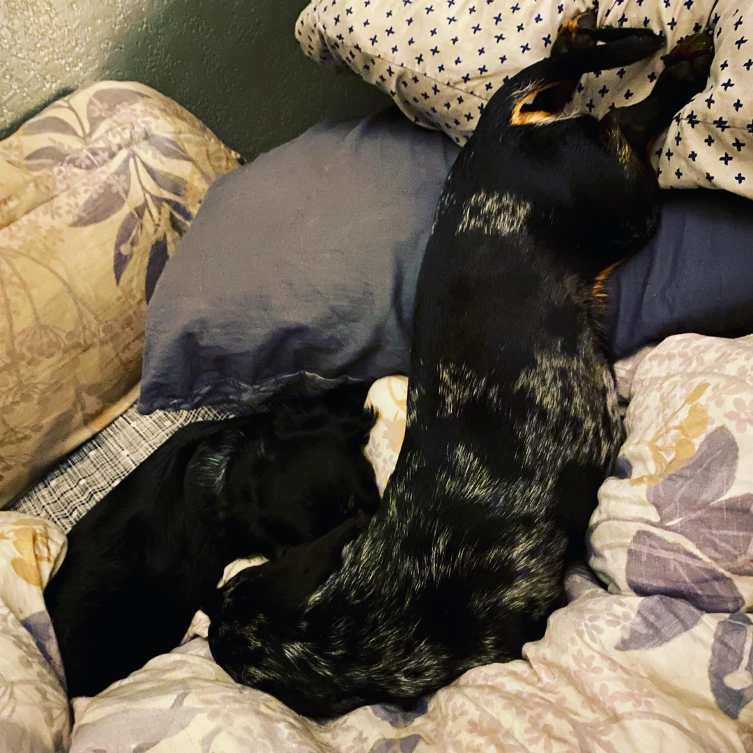 Houdini has the most unique sleeping positions. | Scrolller