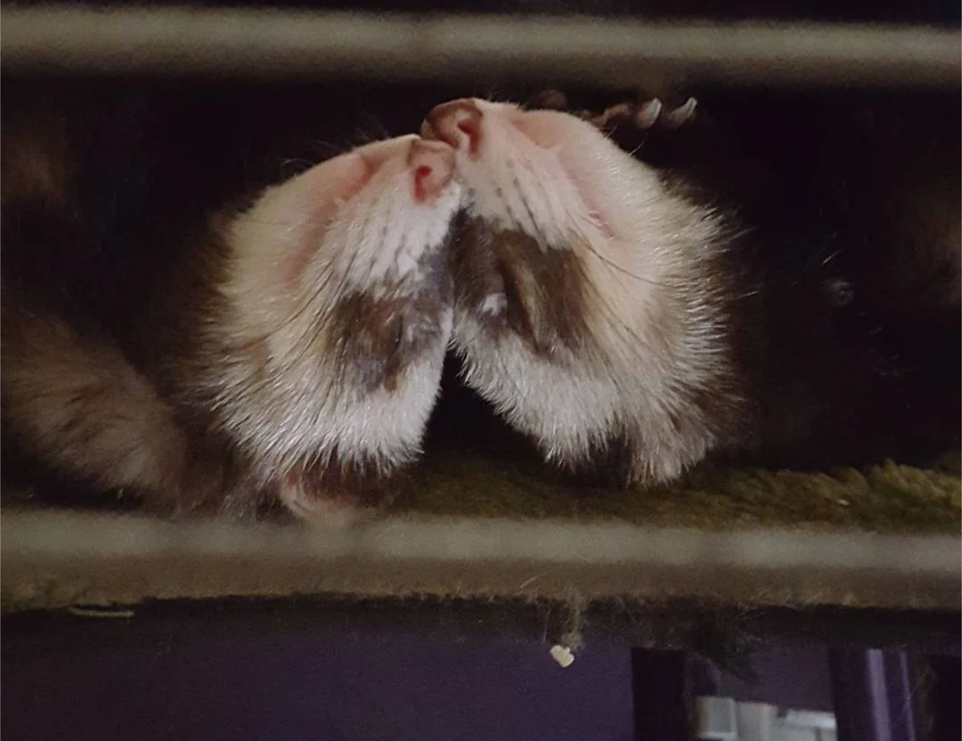 Does anyone else's ferrets cuddle and sleep like this? | Scrolller