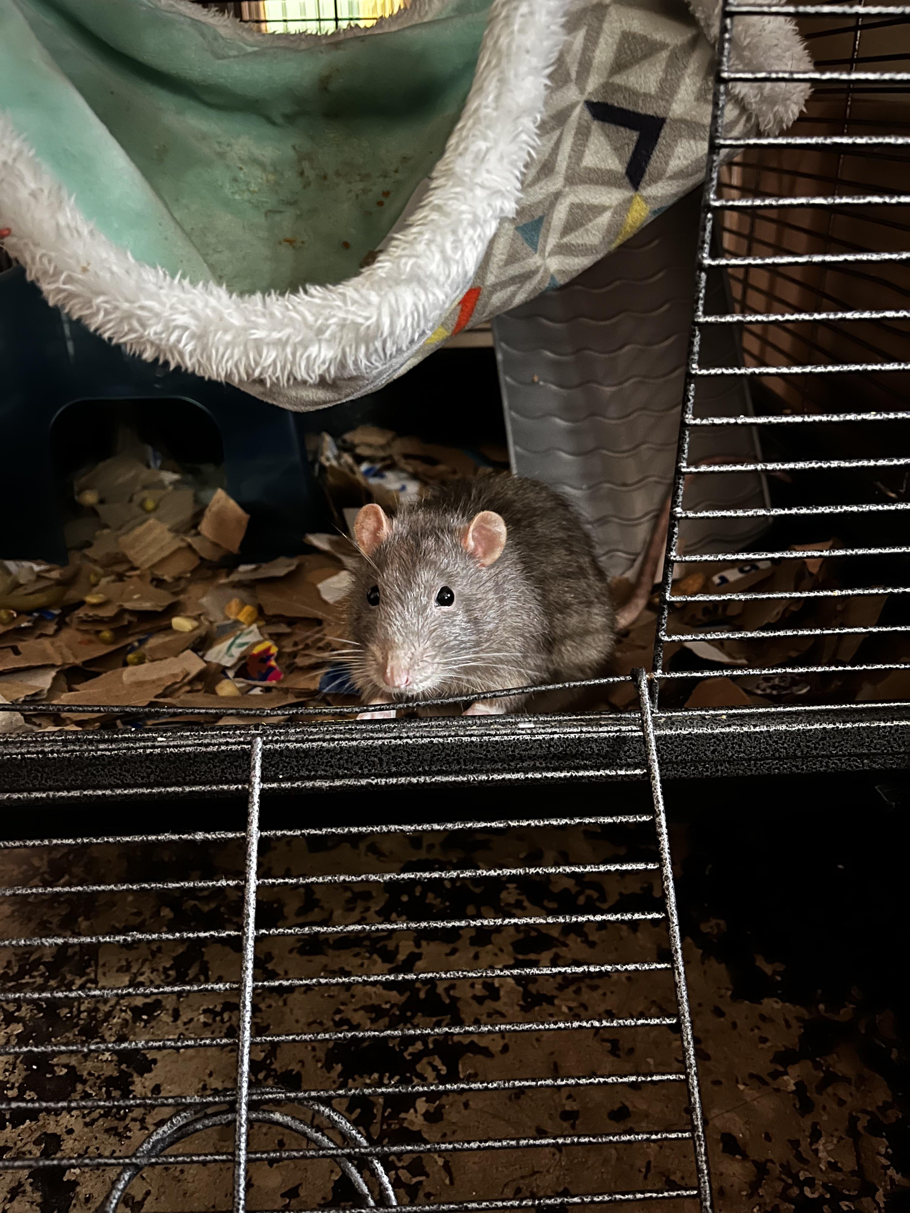 Adopt me! | Scrolller