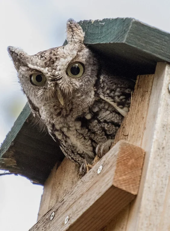 We are new landlords to this Eastern Screech Owl who set up residence in our backyard owl house ...