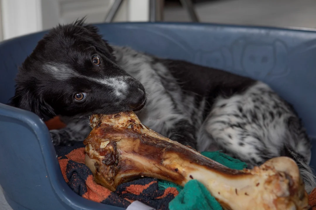 Ordered the wrong size bone for my pupper XD | Scrolller