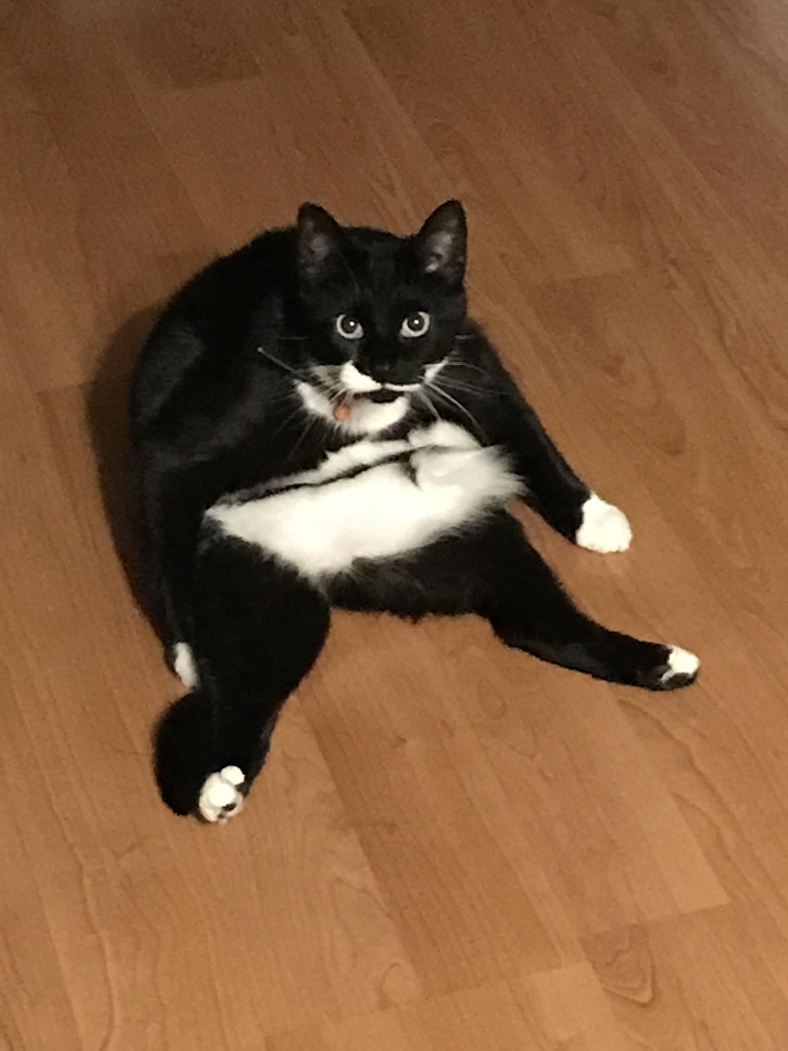 [OC] My chonky girl | Scrolller