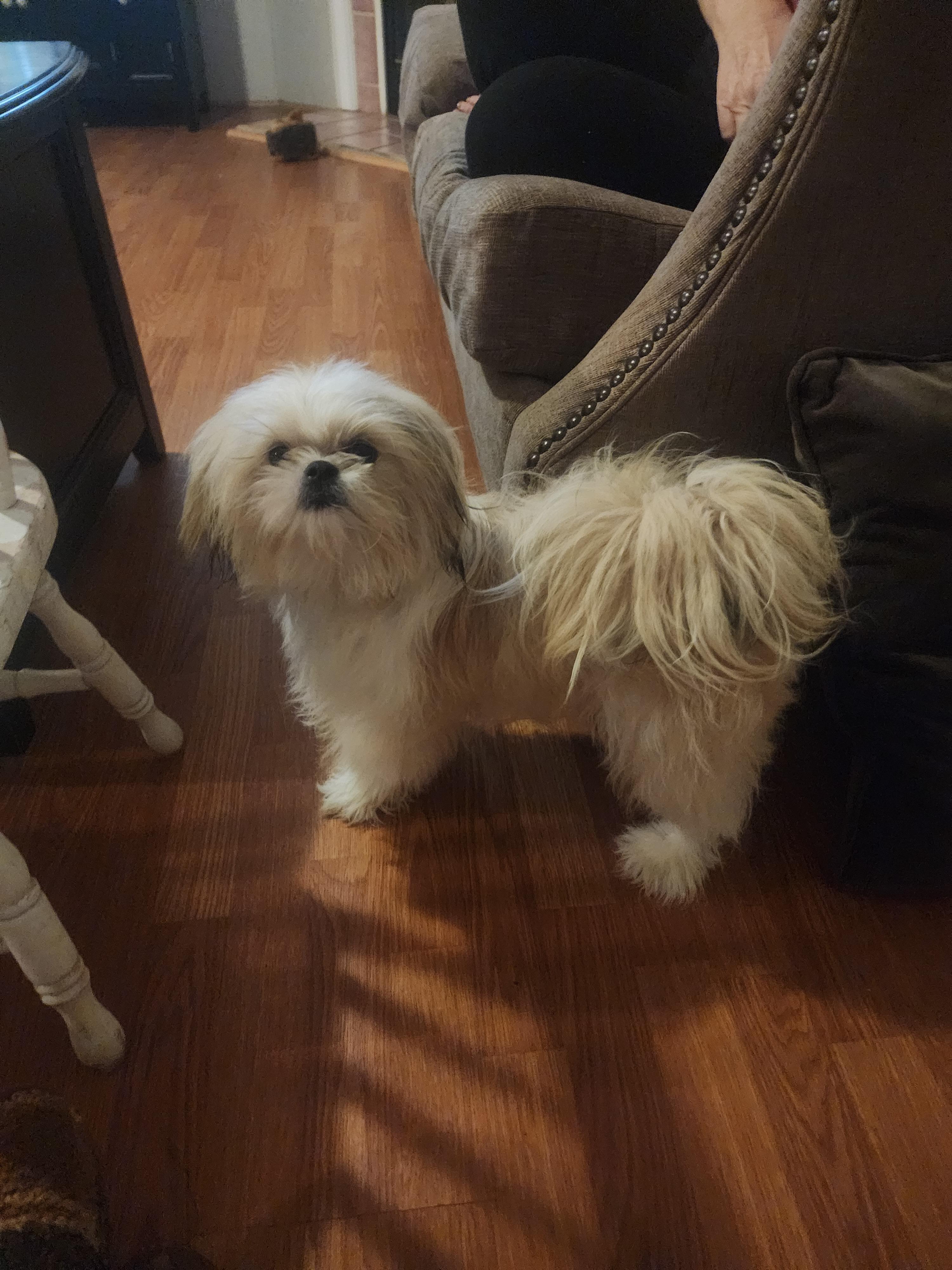 Sweet Bonnie McFurry got a Bath and Brush Today! | Scrolller