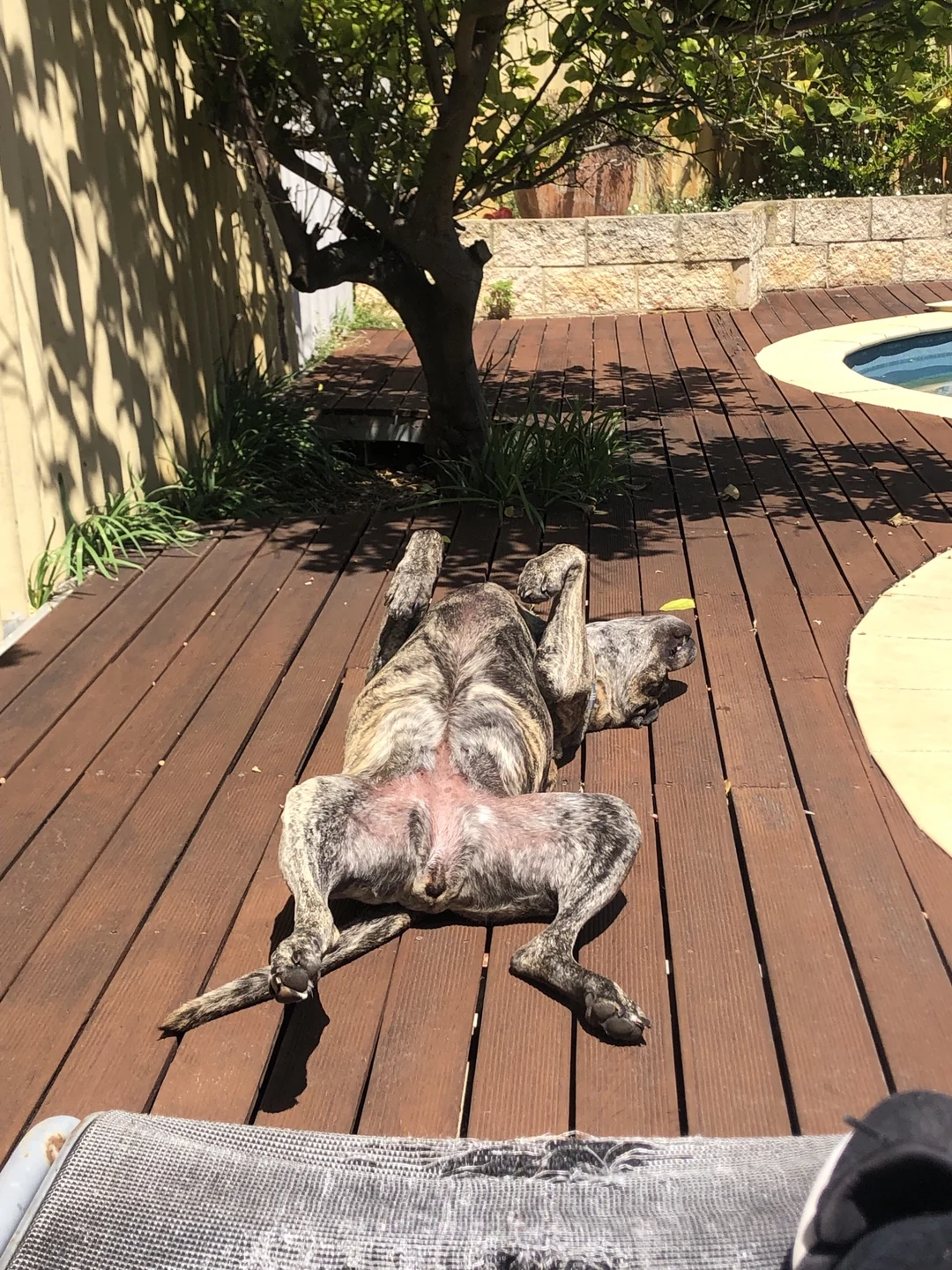 Solar powered pup | Scrolller