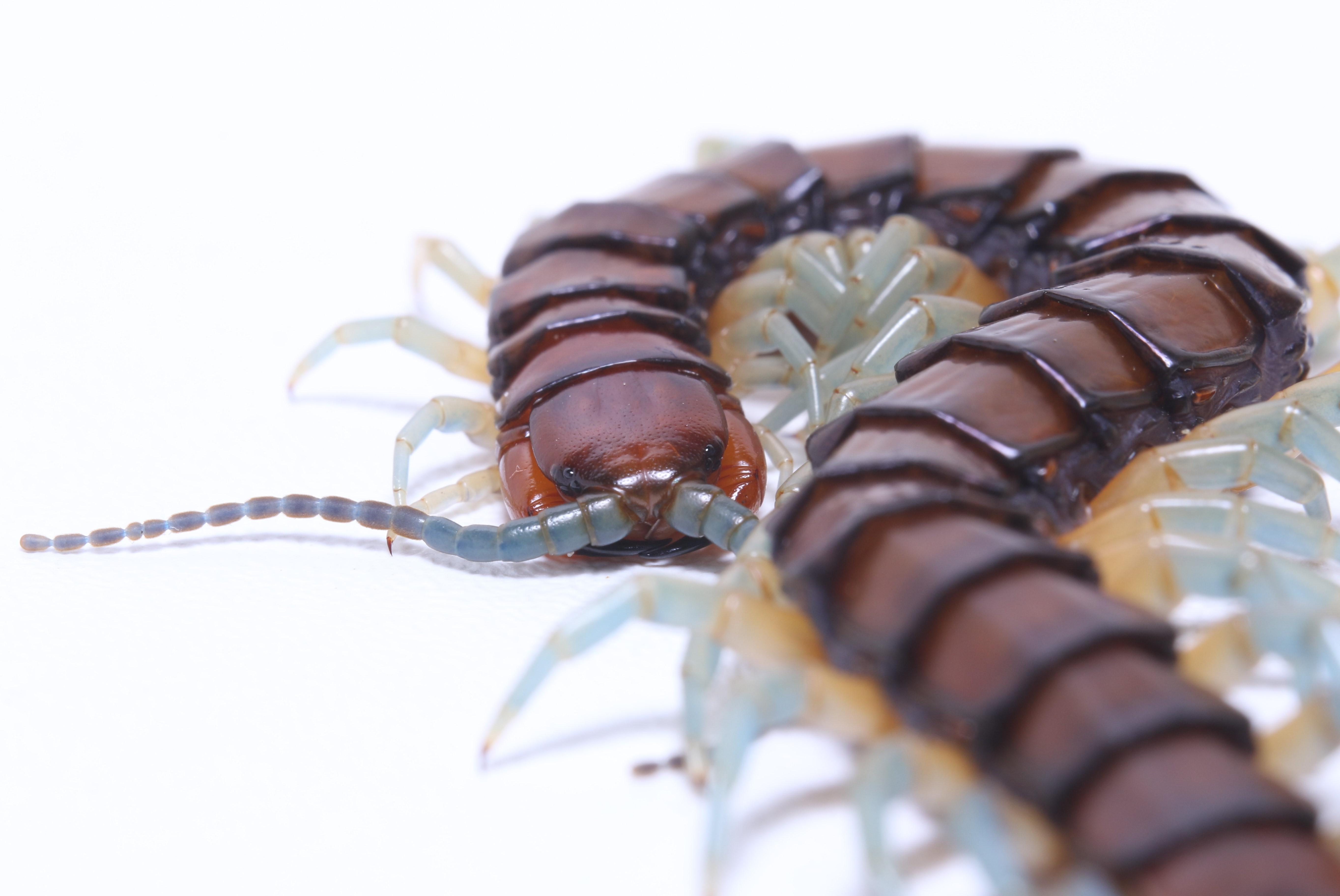 New Zealand Giant Centipede from Tiritiri Matangi Island | Scrolller