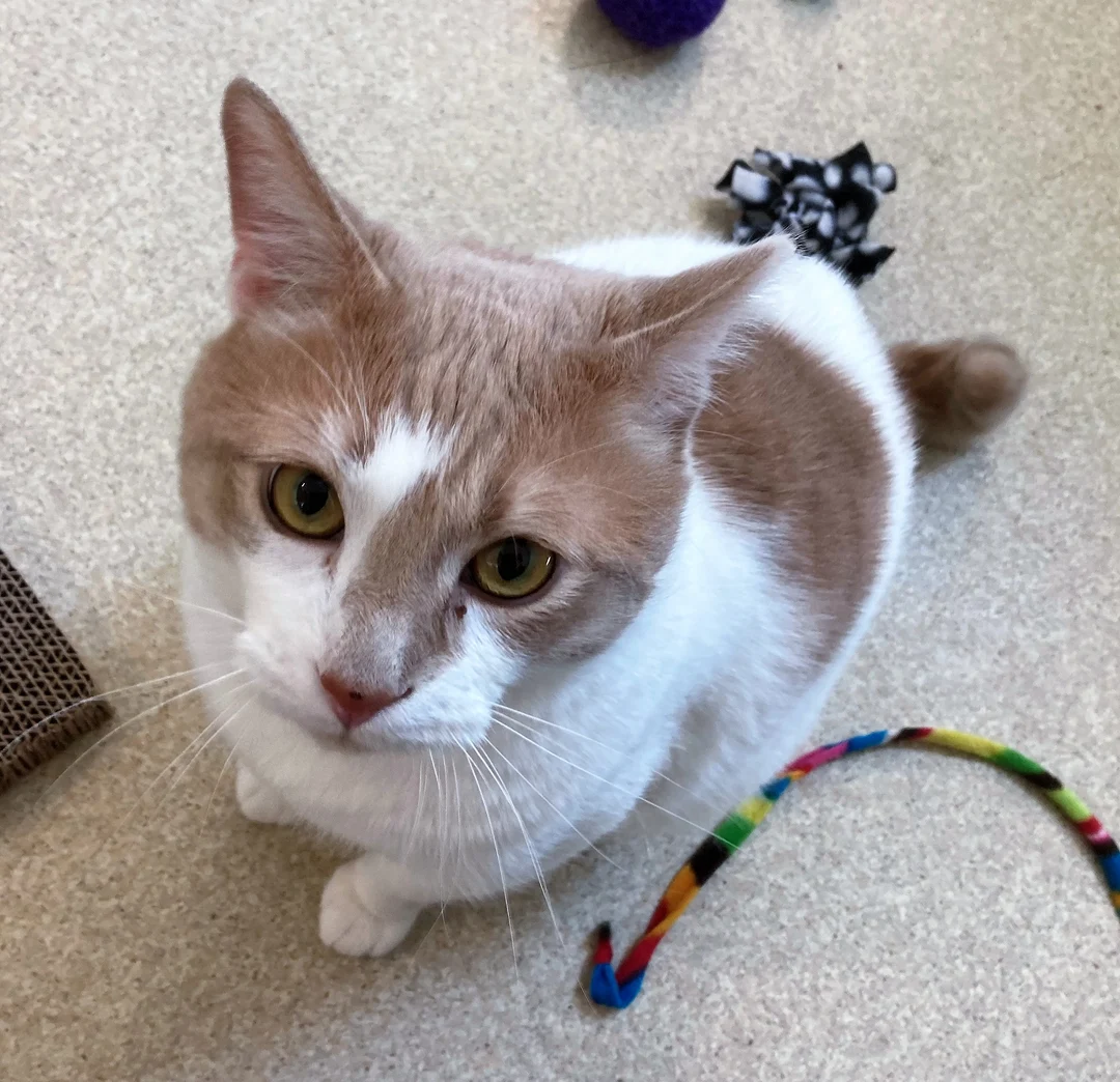 Feline Behavior Post- Catnip | Scrolller