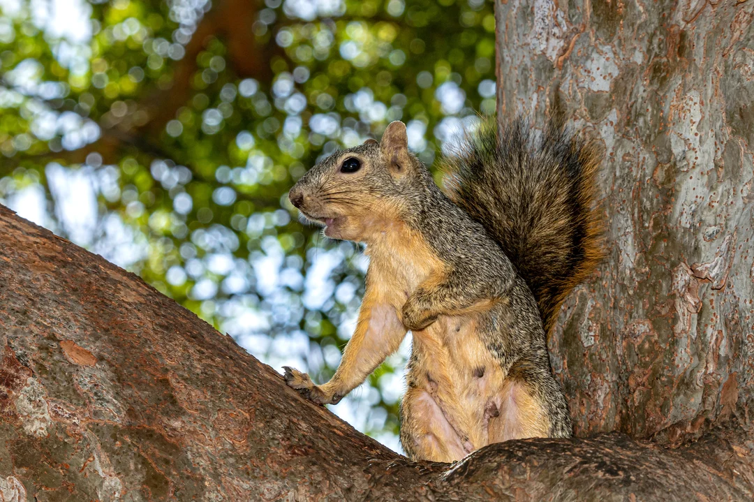 Mother Squirrel | Scrolller