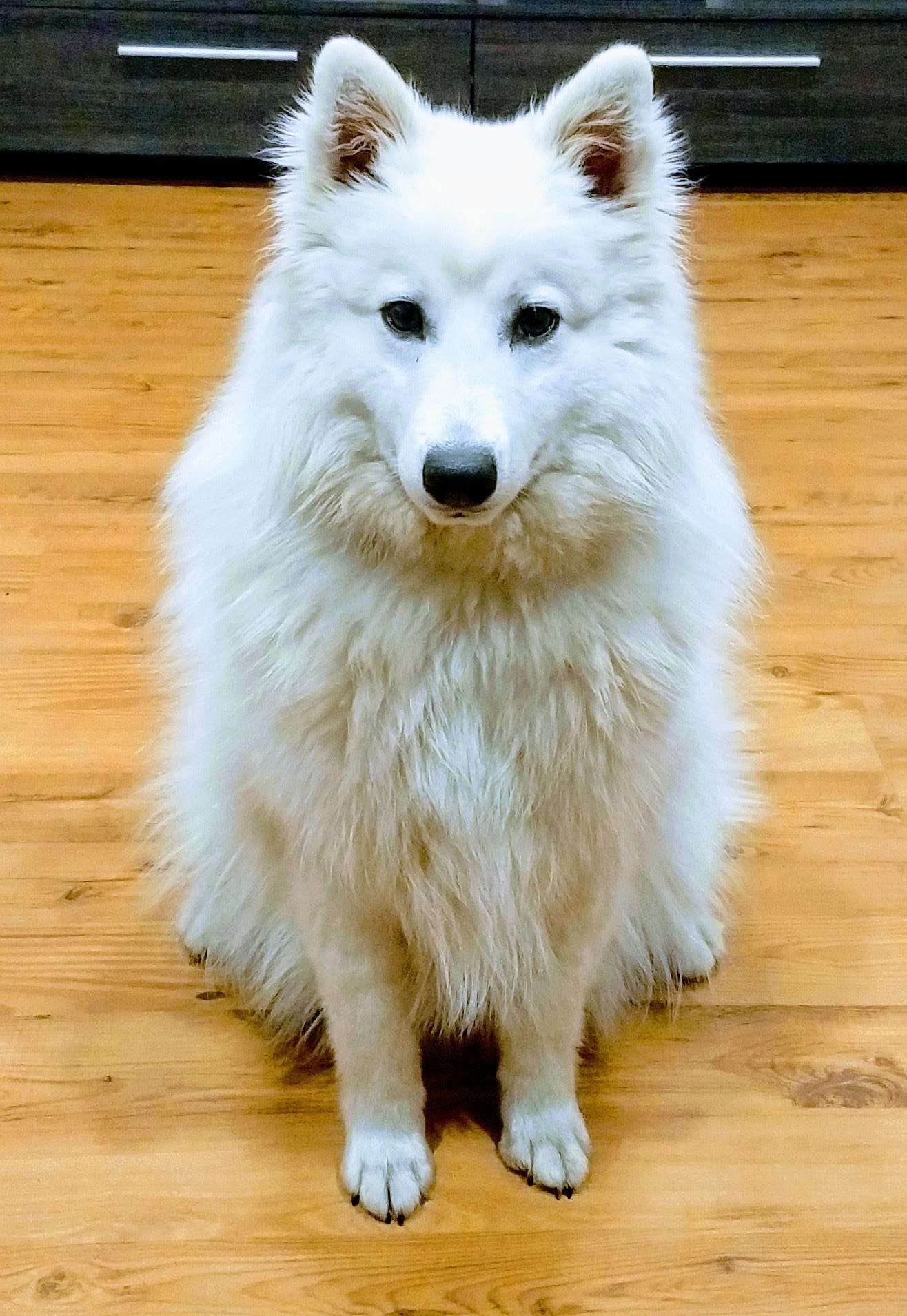Simba the Japanese Spitz! | Scrolller