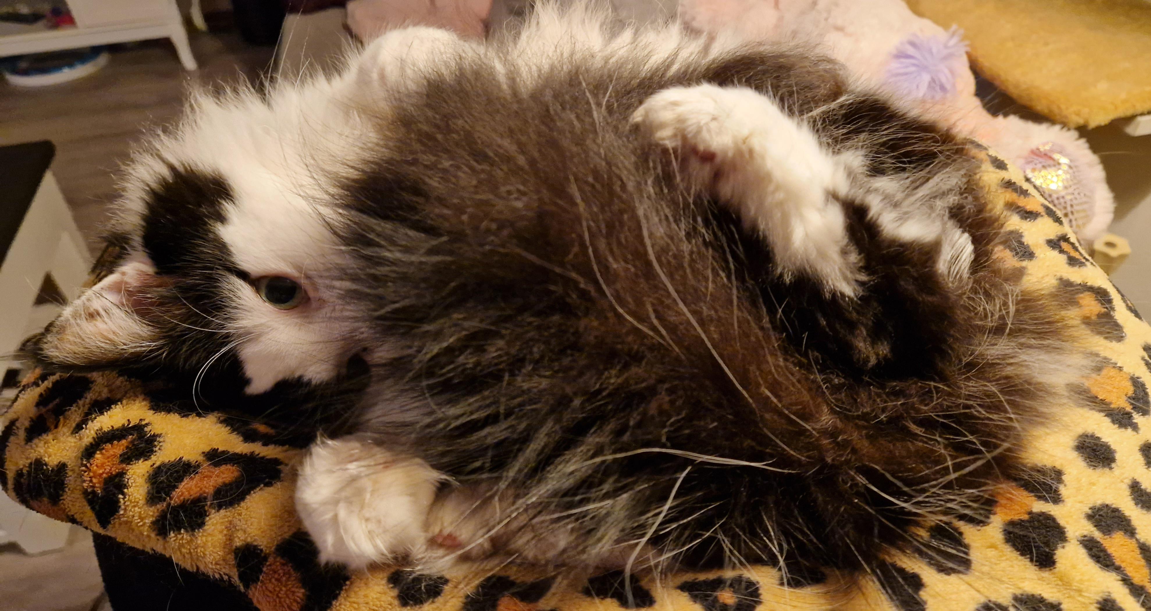 Floof ball | Scrolller