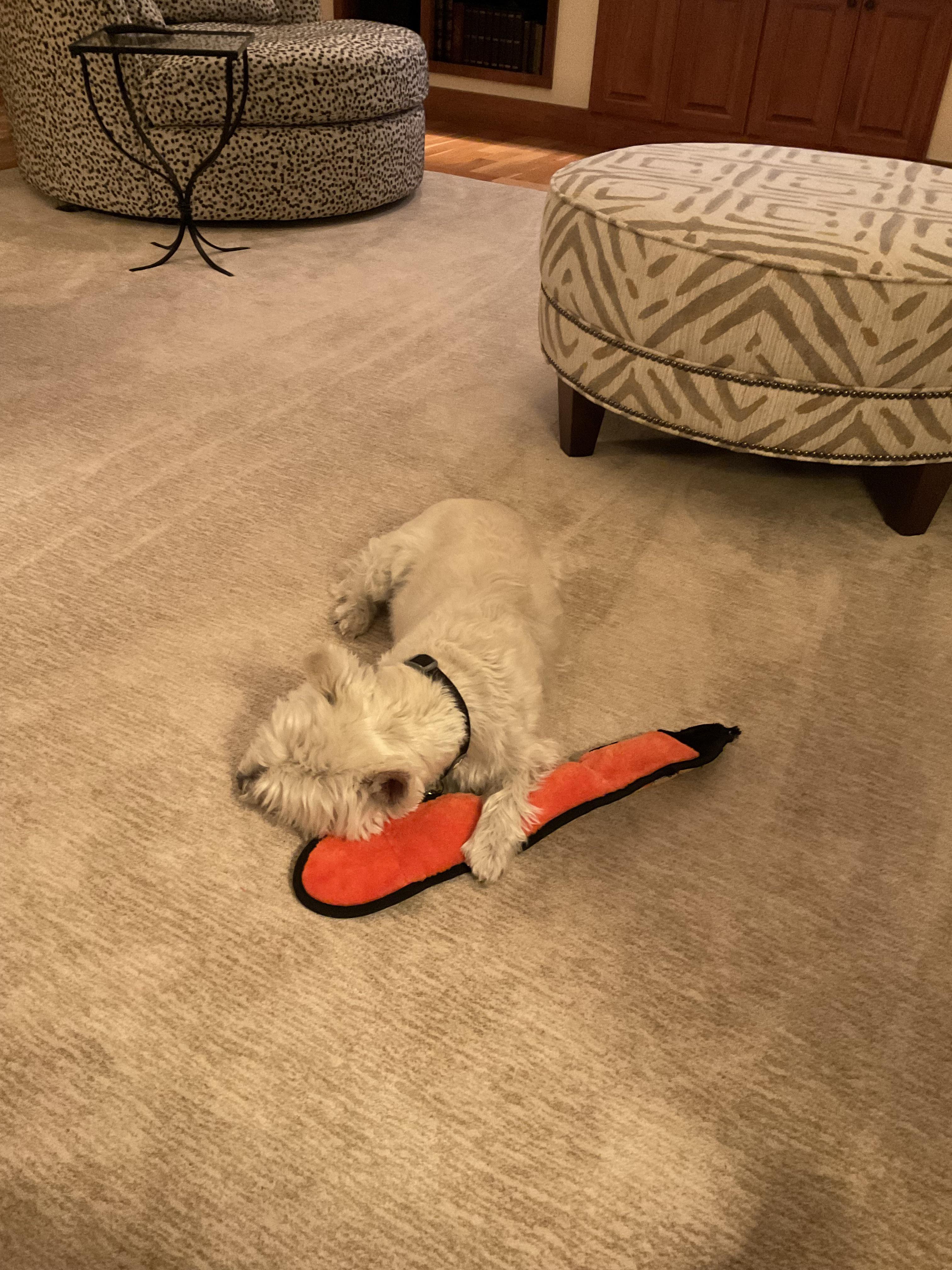 A boy and his sneaky snake | Scrolller