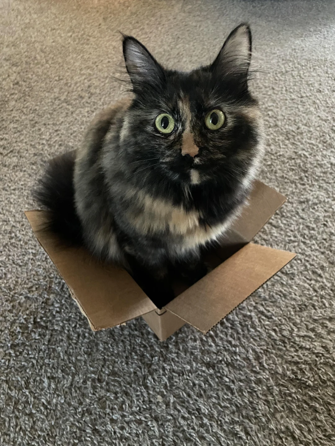 Small trap is still effective | Scrolller