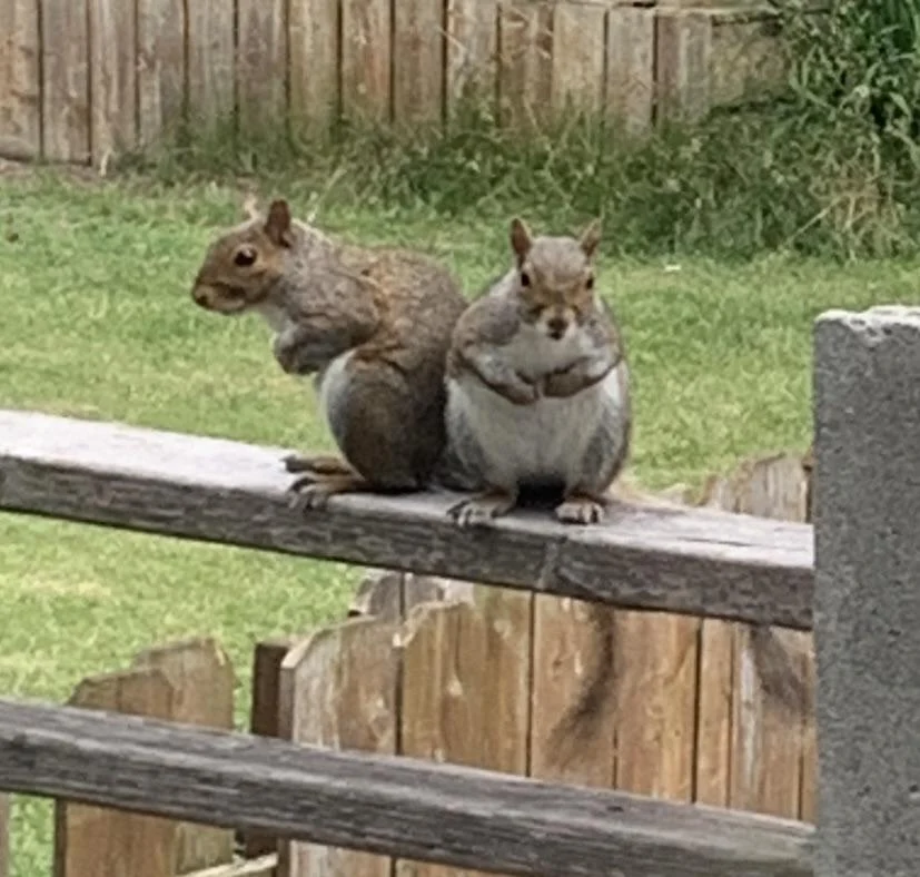 Meet Pinky & The Brain | Scrolller