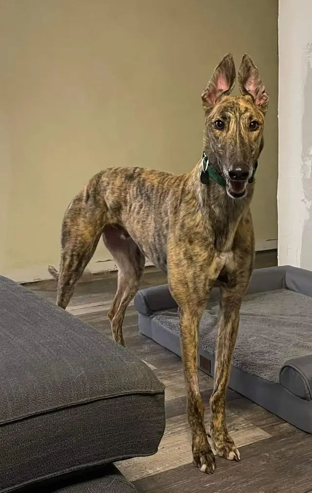 Our New Boi | Scrolller