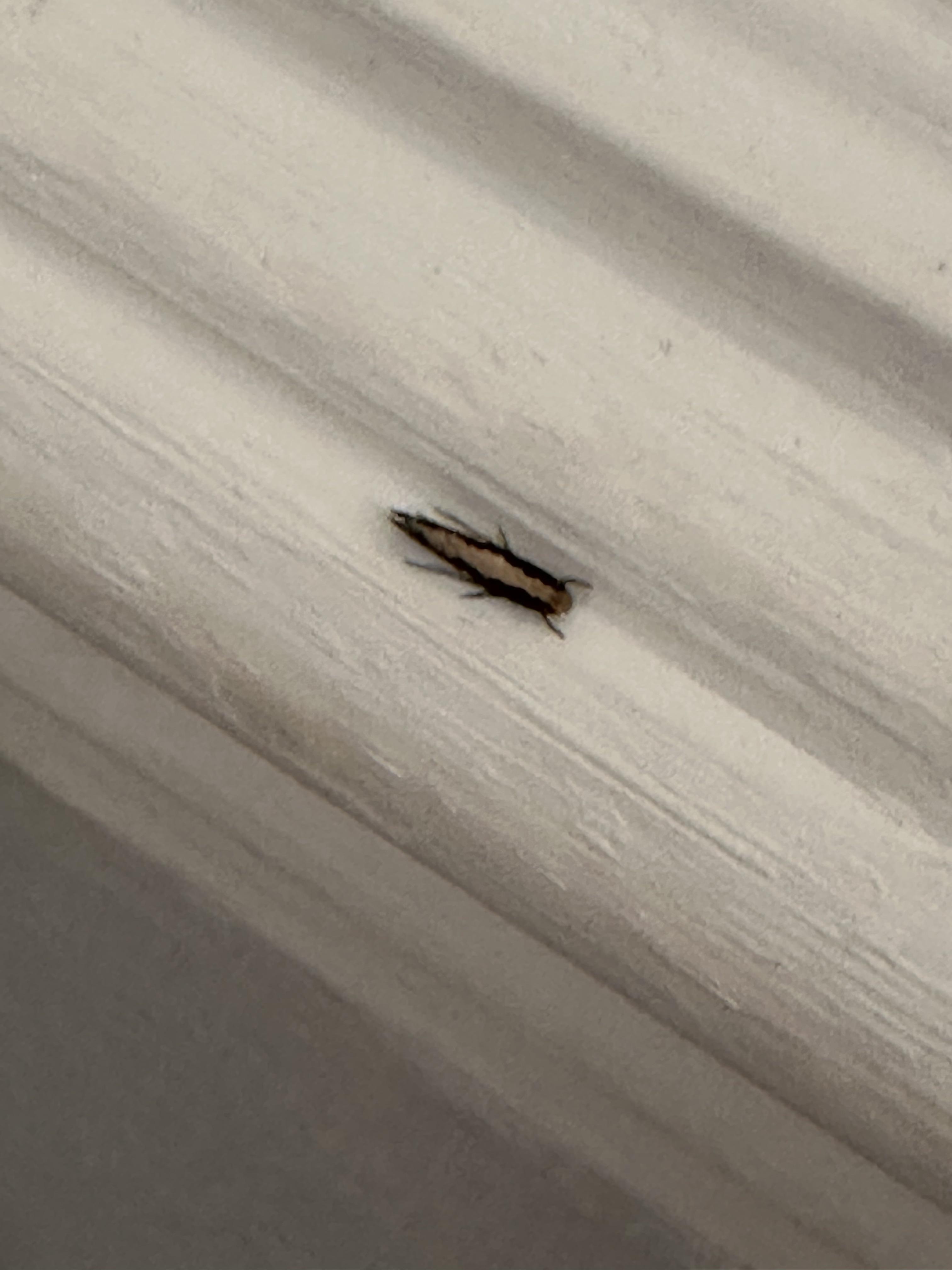 What is this flying insect? | Scrolller