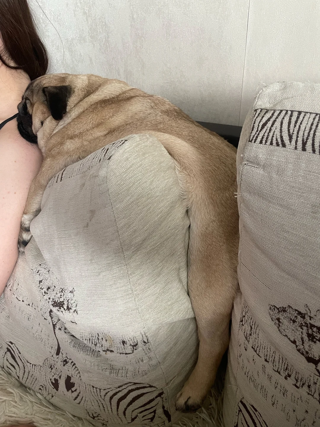 Everyone says that cats are liquid. Liquid pug | Scrolller