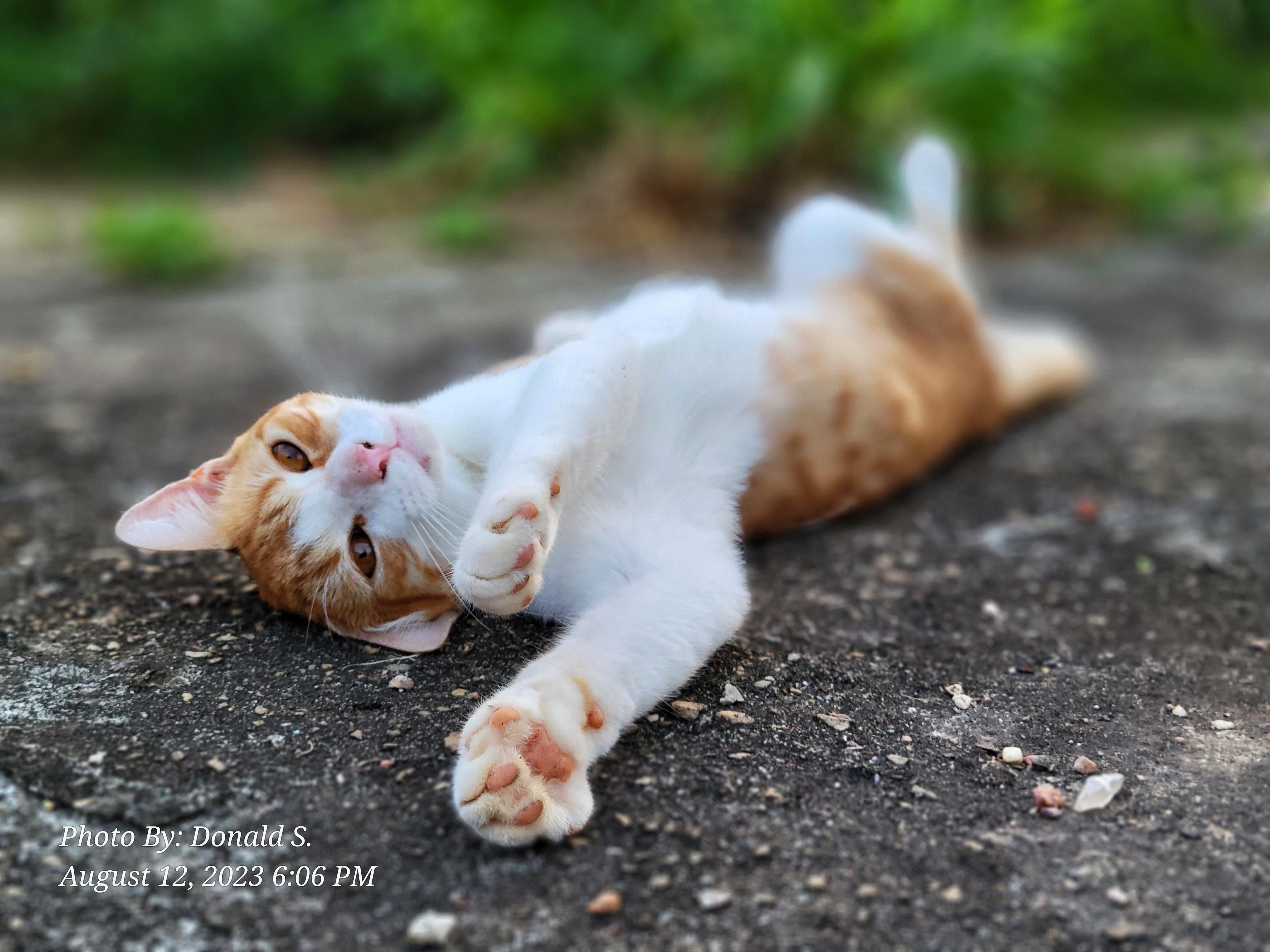 Garfield again :) | Scrolller