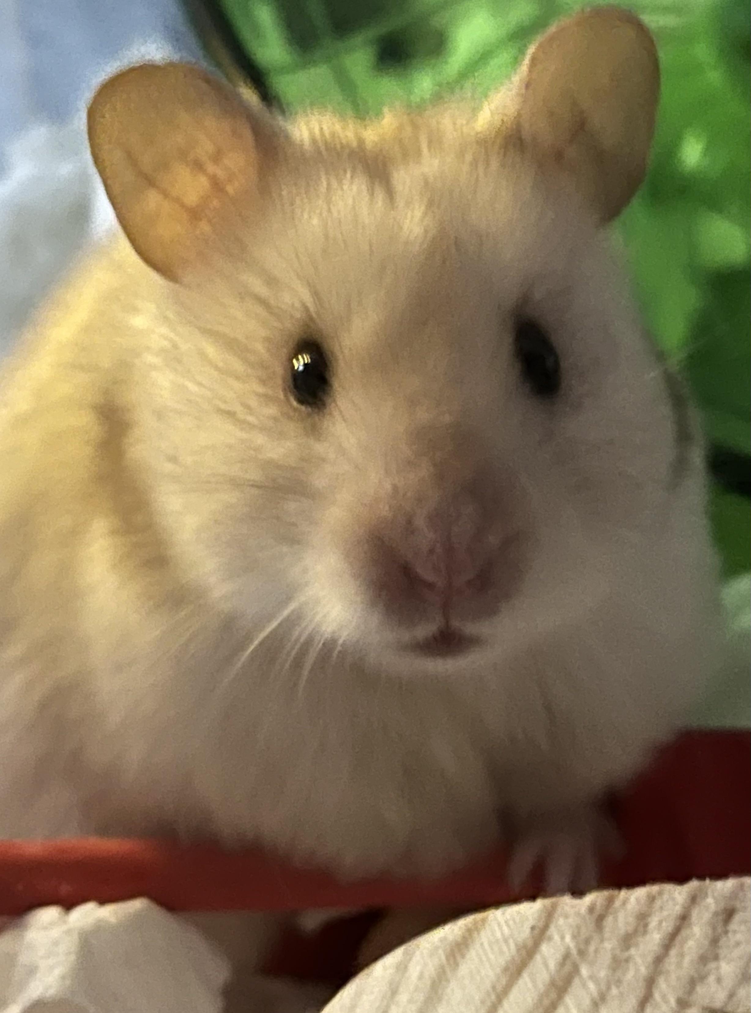 Discover more like Hamsters: siobhan posing 🐹 and Related Content | Scrolller