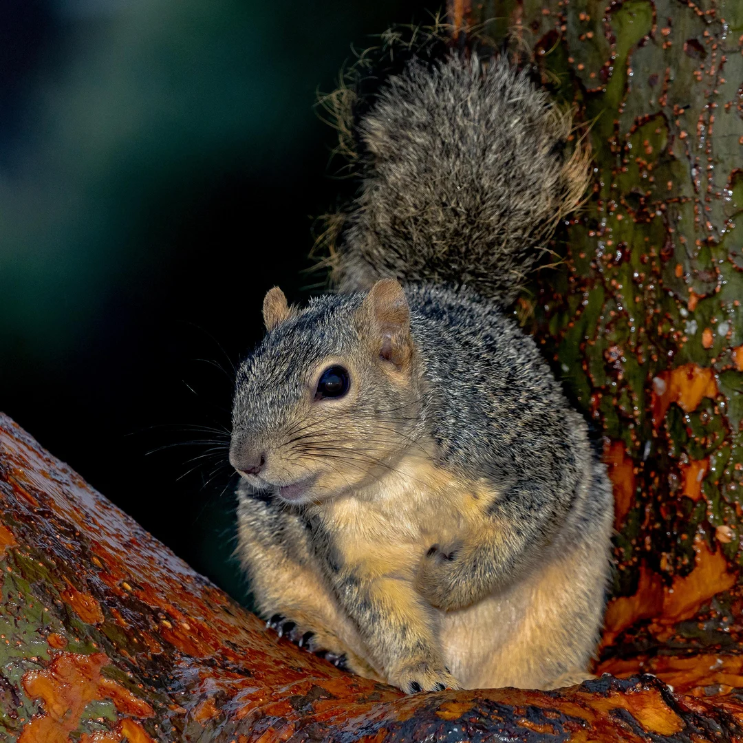 Rainy Day Squirrel | Scrolller