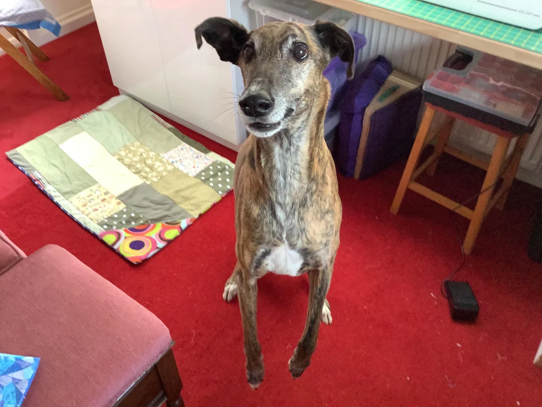 Dinosaur mode activated | Scrolller