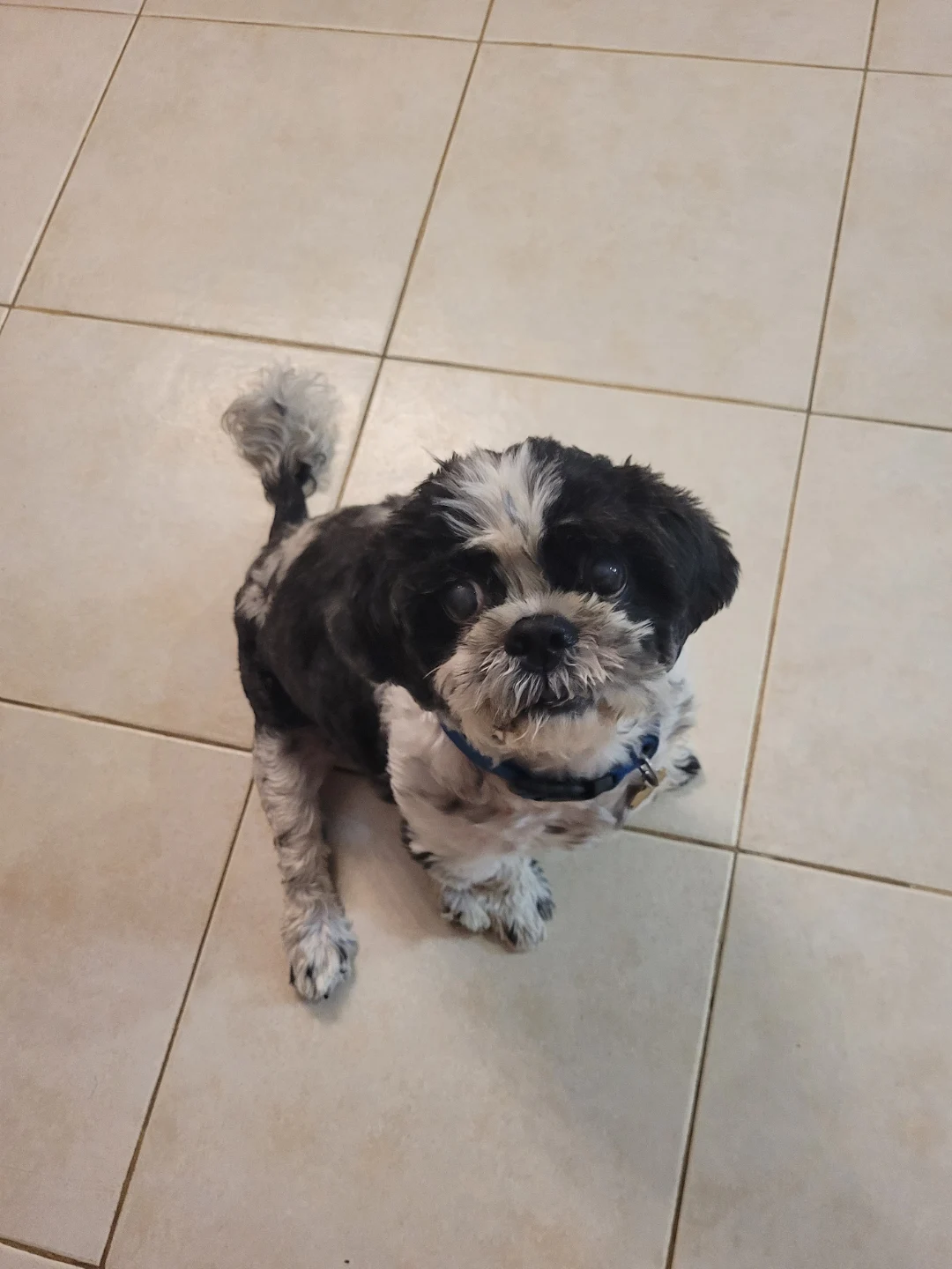 Update on my dog (swallowed a mango seed) | Scrolller