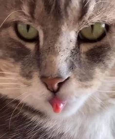 Hi, this is my blep | Scrolller