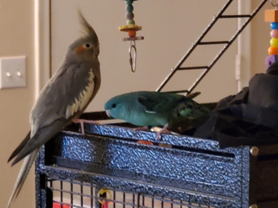 The cages are open, and everyone has arrived. The Party has started. | Scrolller