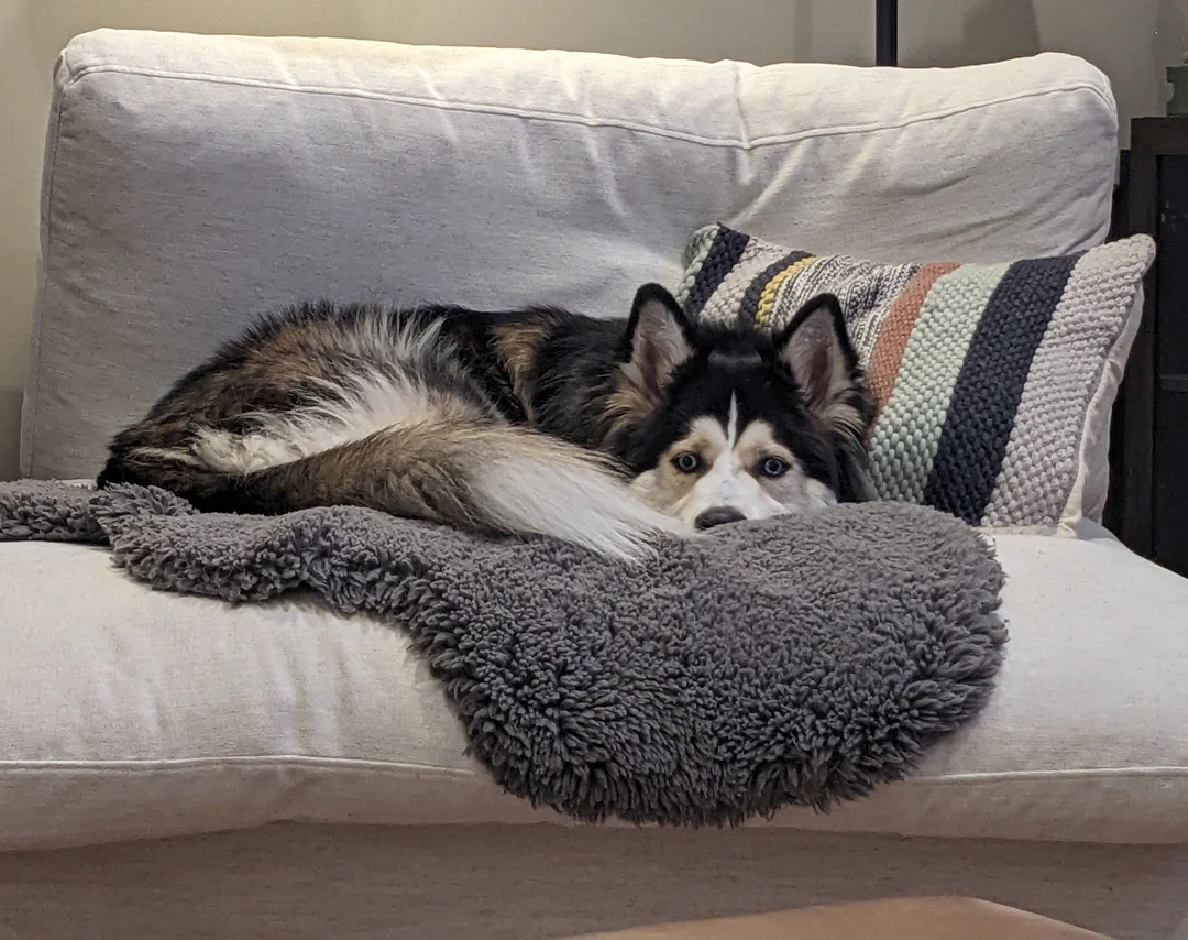 Hiding behind the tail | Scrolller