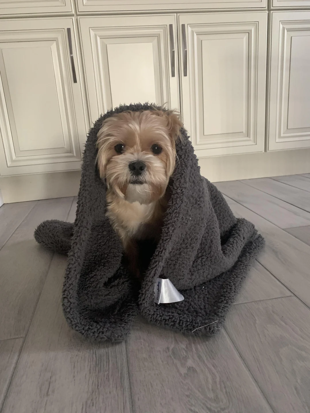 My little Chewbacca | Scrolller
