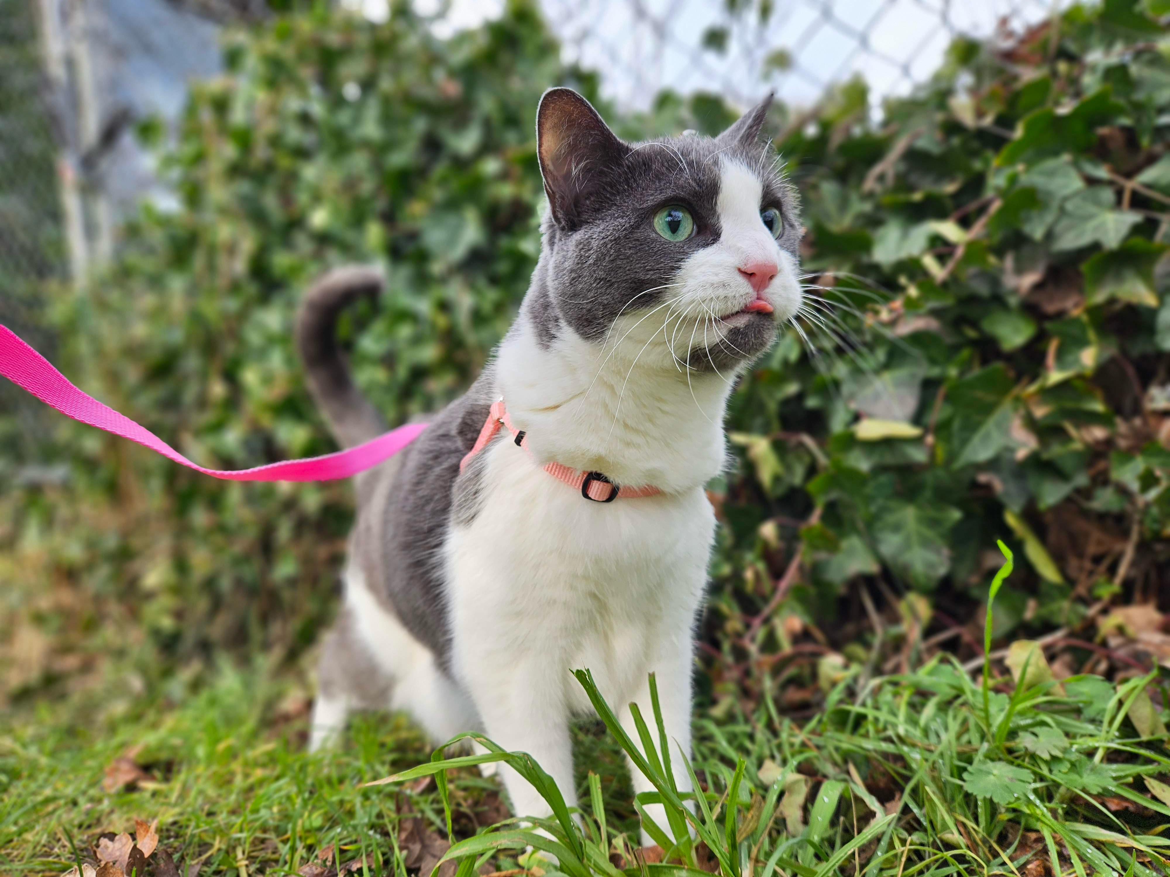 Blep for her first time at the park | Scrolller