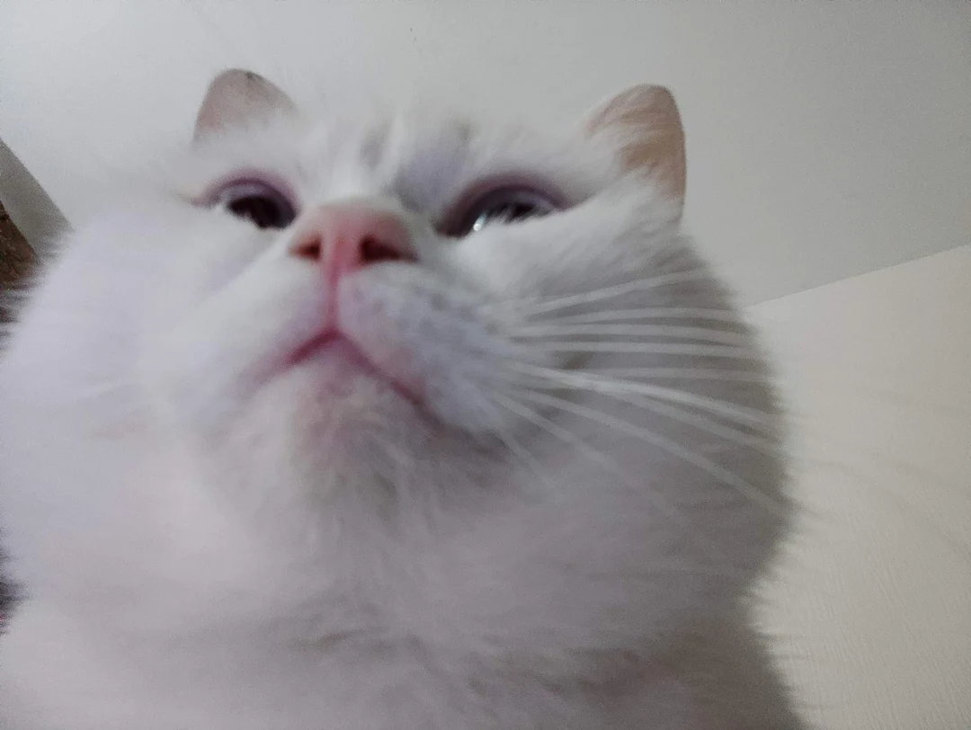 Woke up to this guy sitting on my chest , why is he so stupid | Scrolller