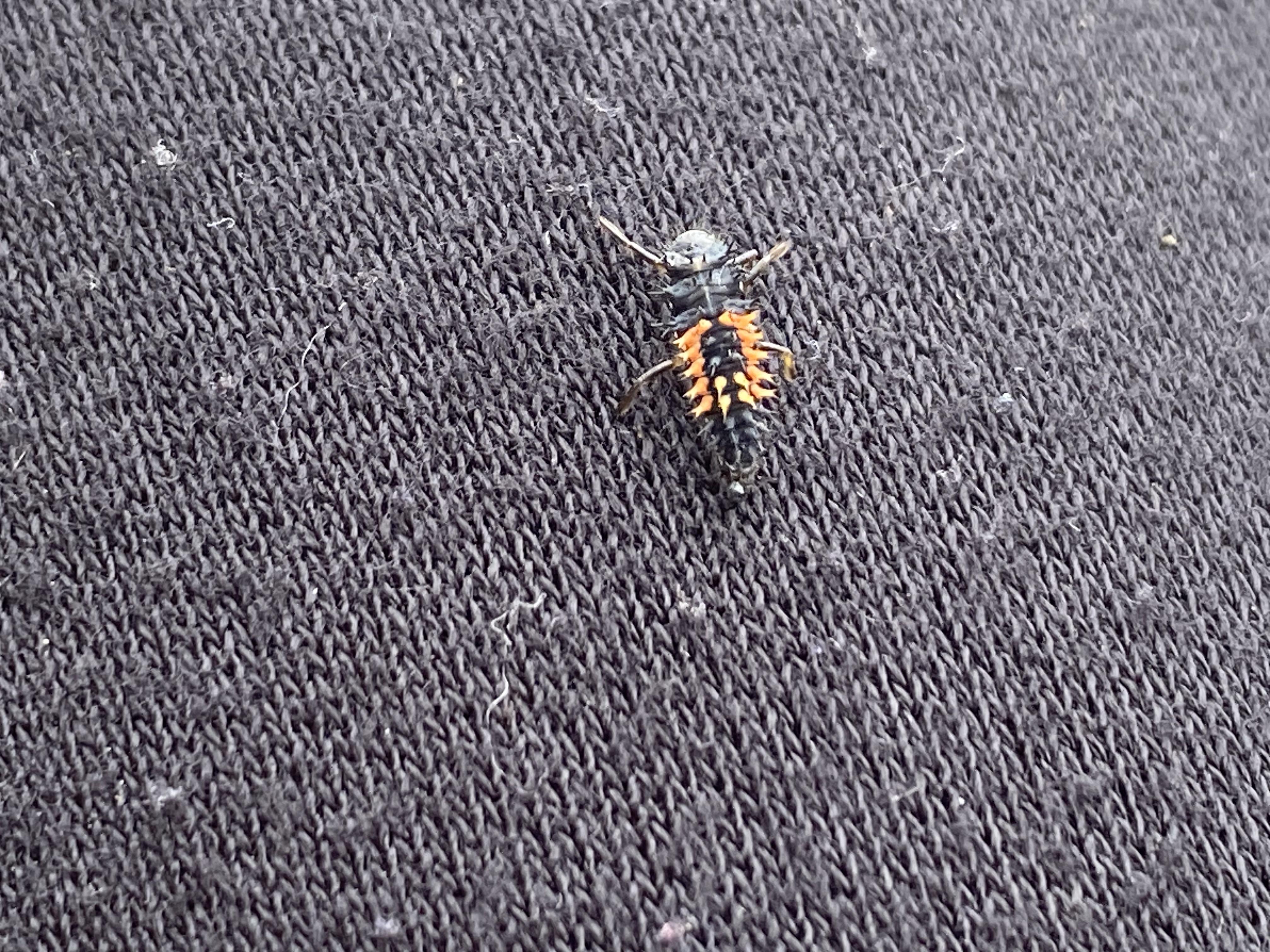 What is this bug? | Scrolller